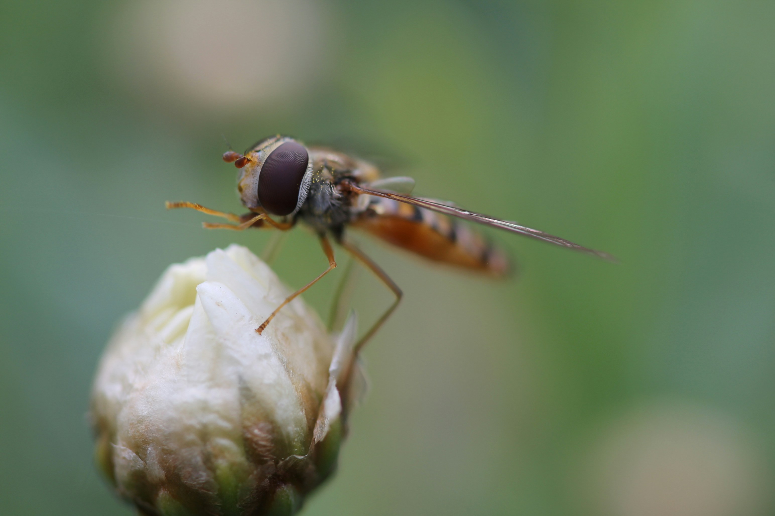 A close up of a fly photo – Free Insect Image on Unsplash