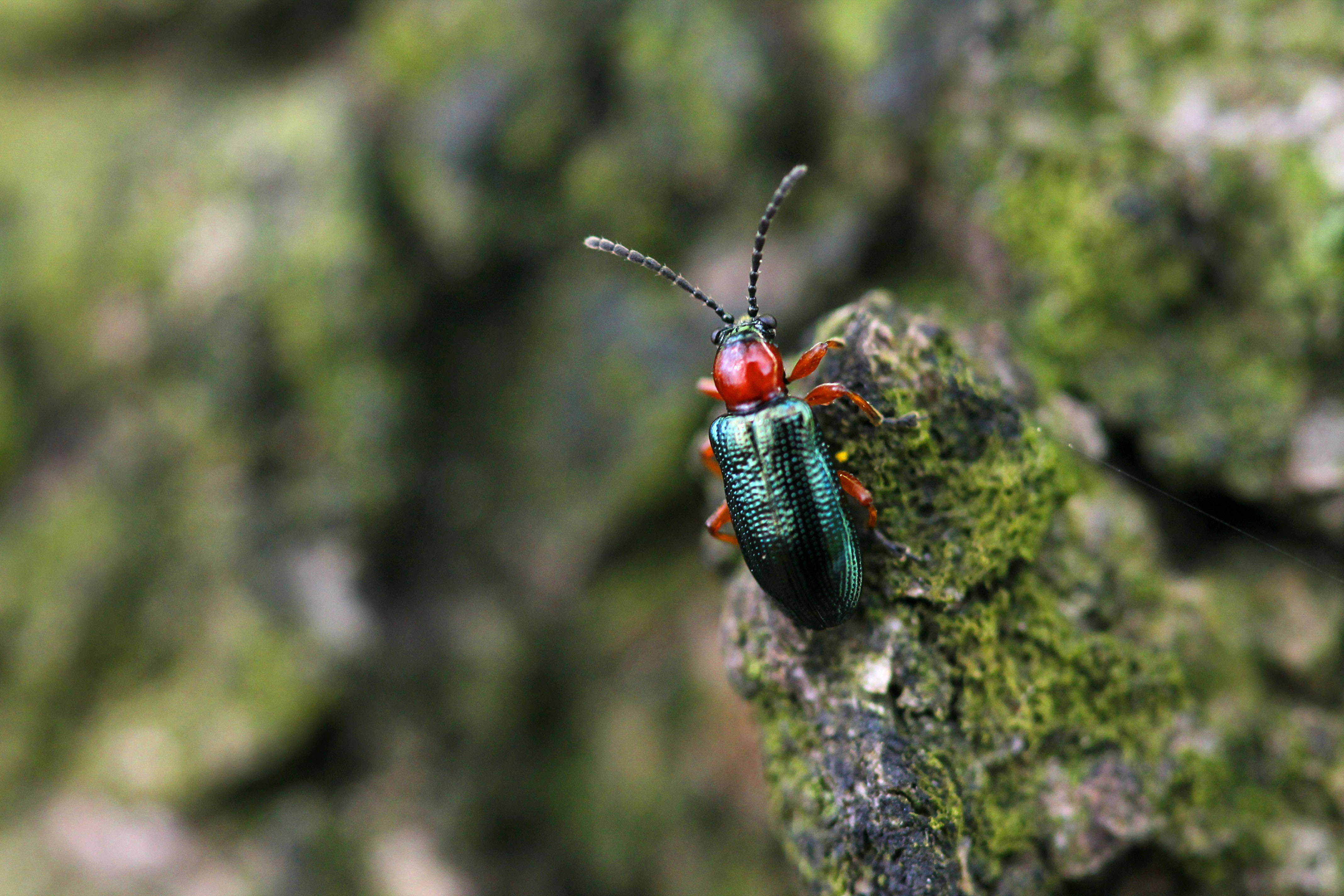 A bug on a tree photo – Free Germany Image on Unsplash