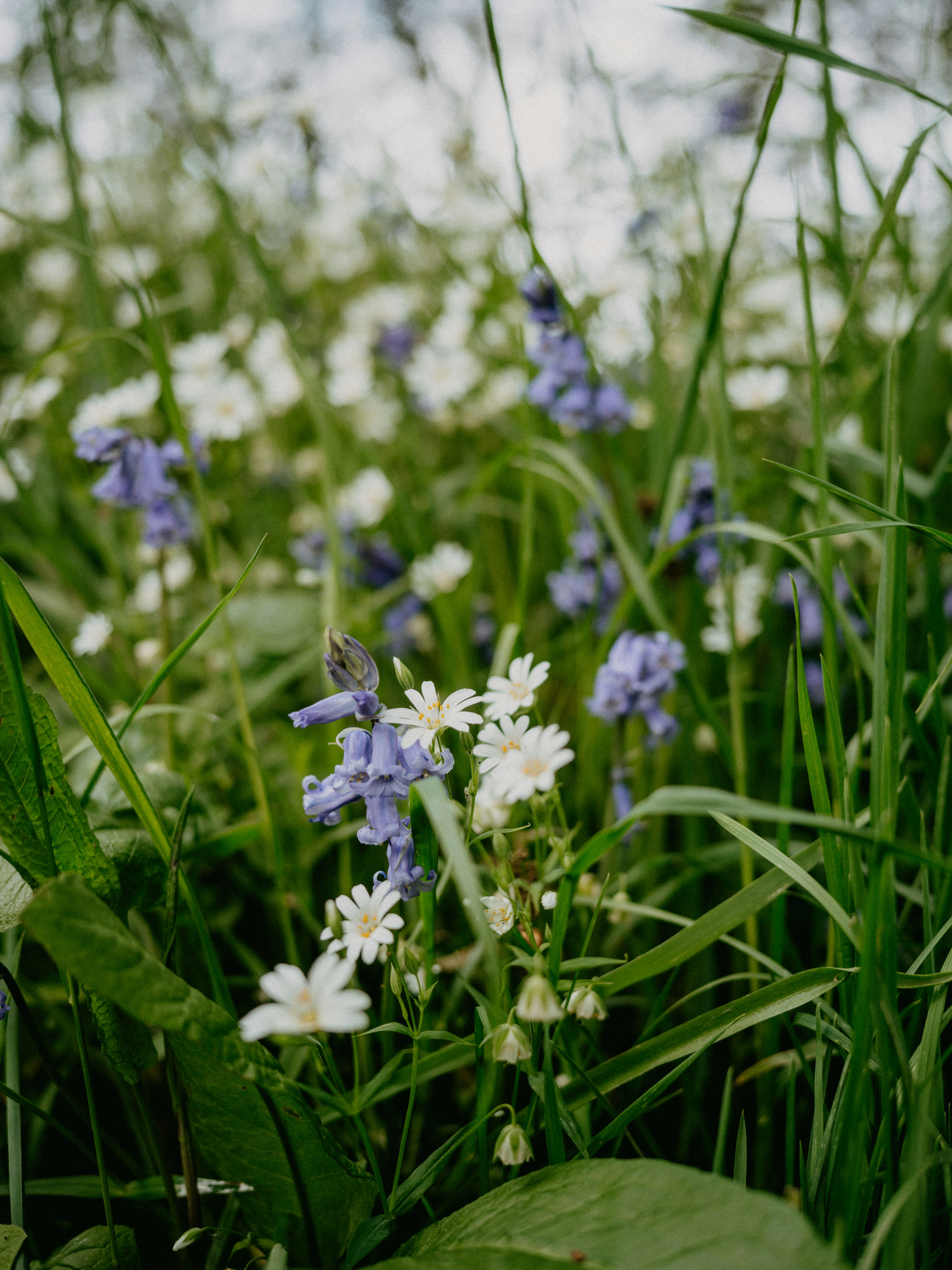 Close-up photograph of white daisies and bluebell blossoms among tall green grasses. The soft background blur isolates the delicate flowers.