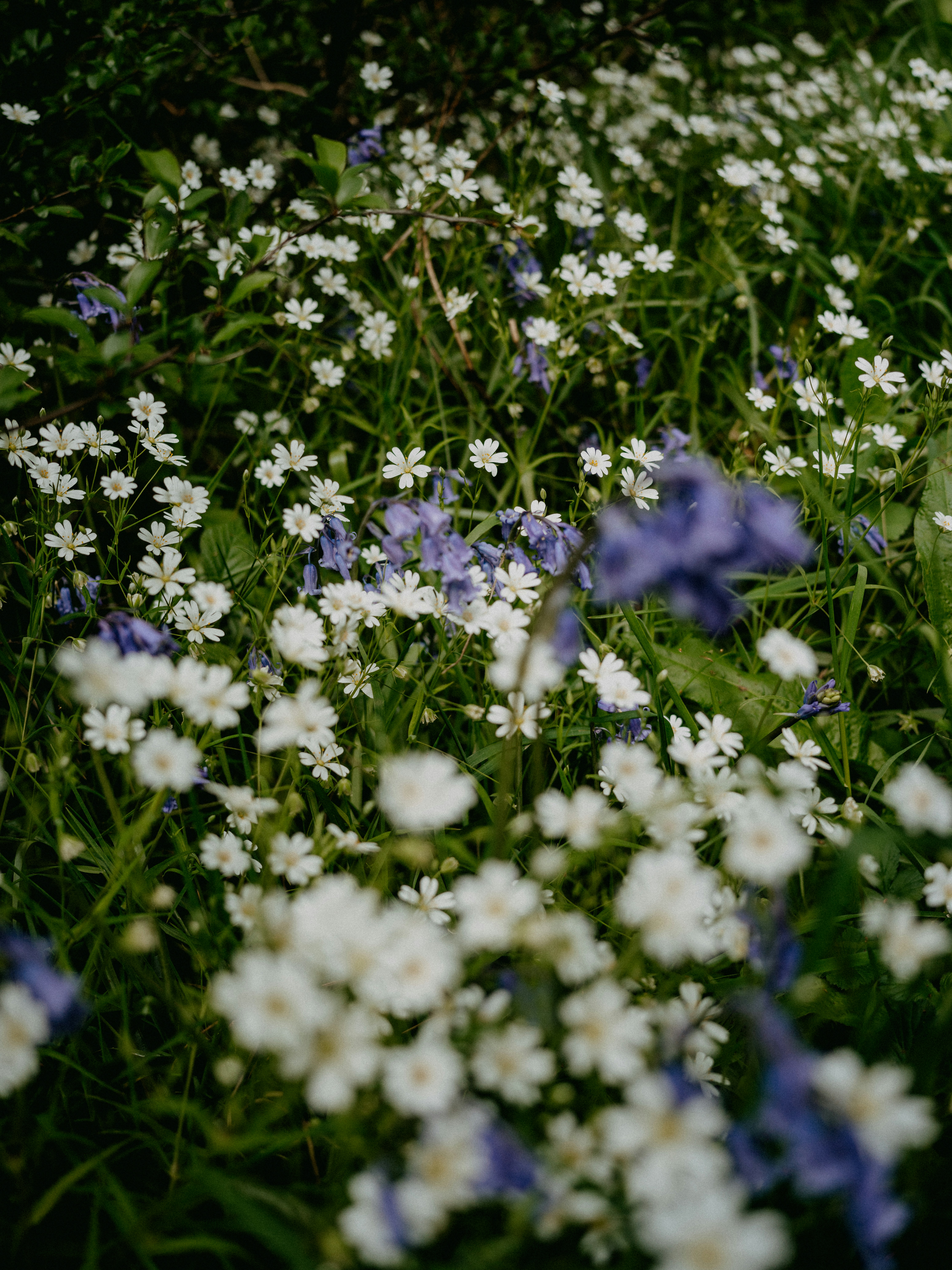 A vibrant patch of wildflowers in varying shades of white and blue, creating a lush, textured ground cover. The delicate blooms evoke a sense of tranquility.