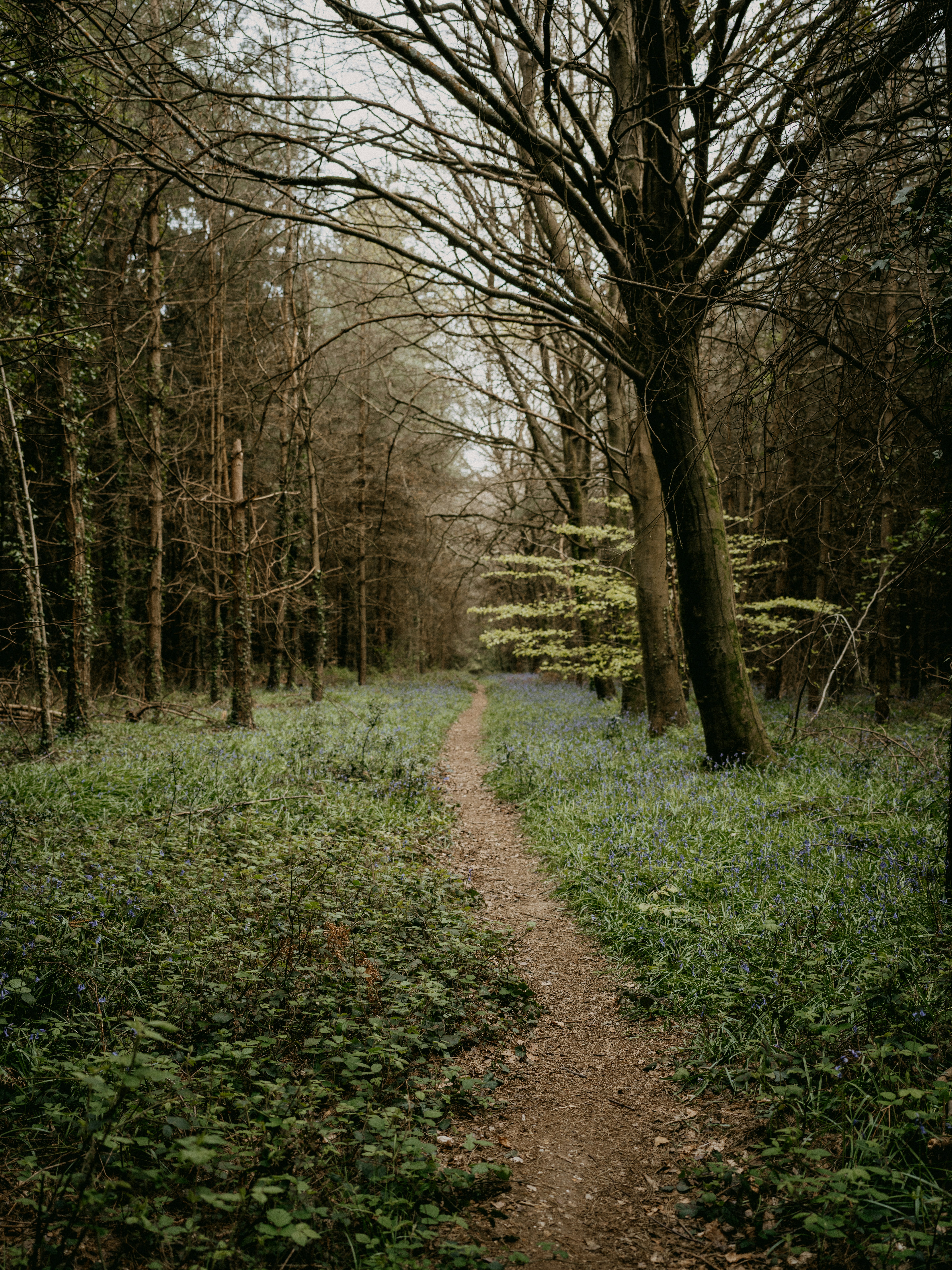 Un chemin de terre à travers une forêt photo – Photo Chemin Gratuite ...
