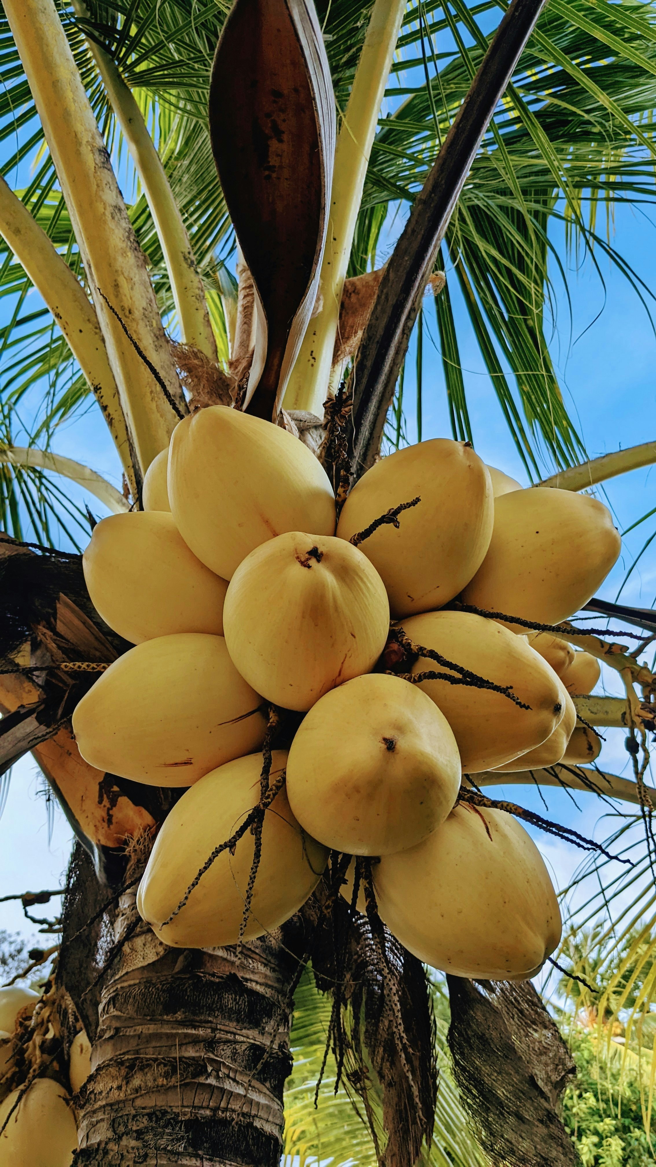 Cluster of golden coconuts at the crown of a palm