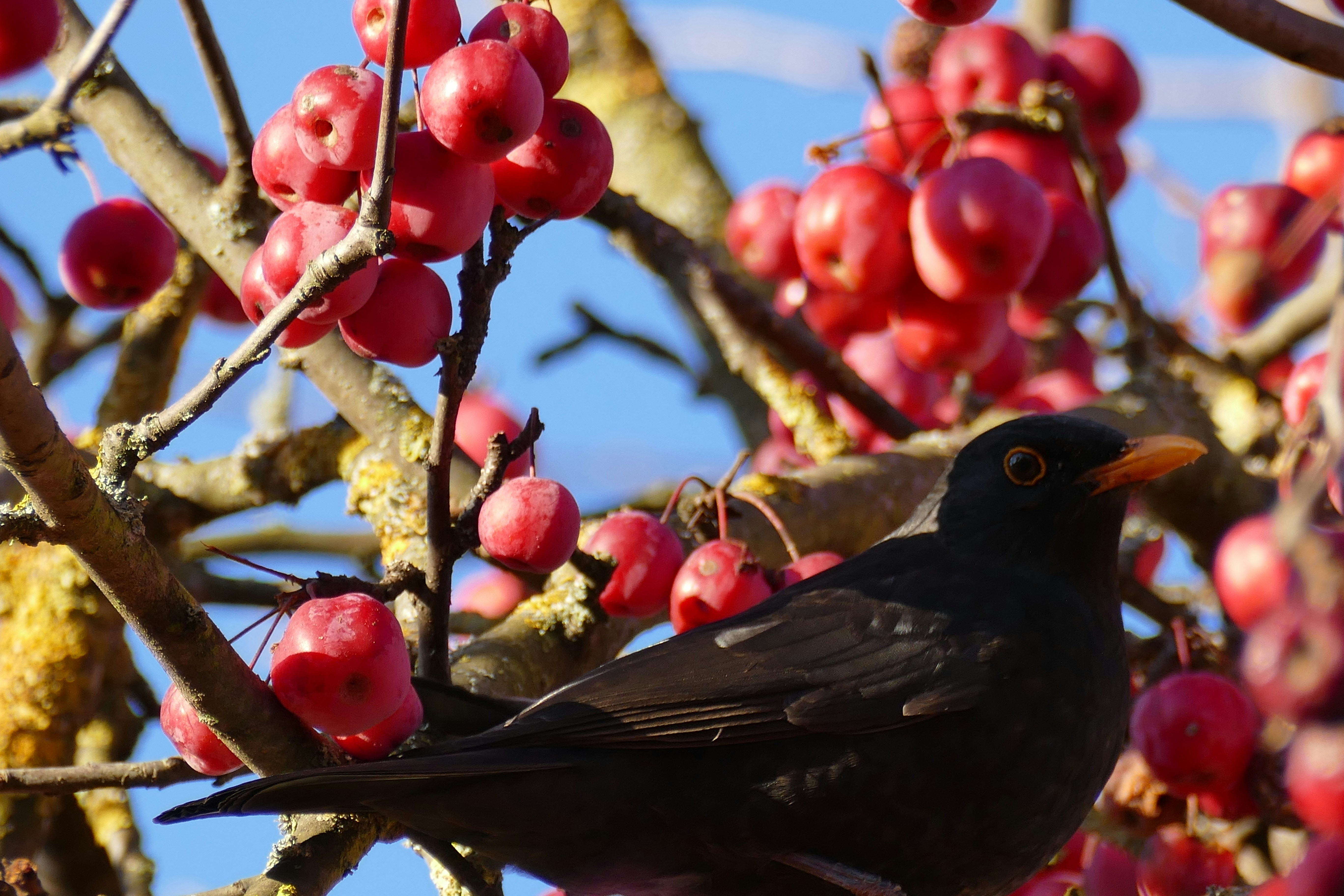 Perch of Color: Blackbird Among a Cluster of Crimson Berries