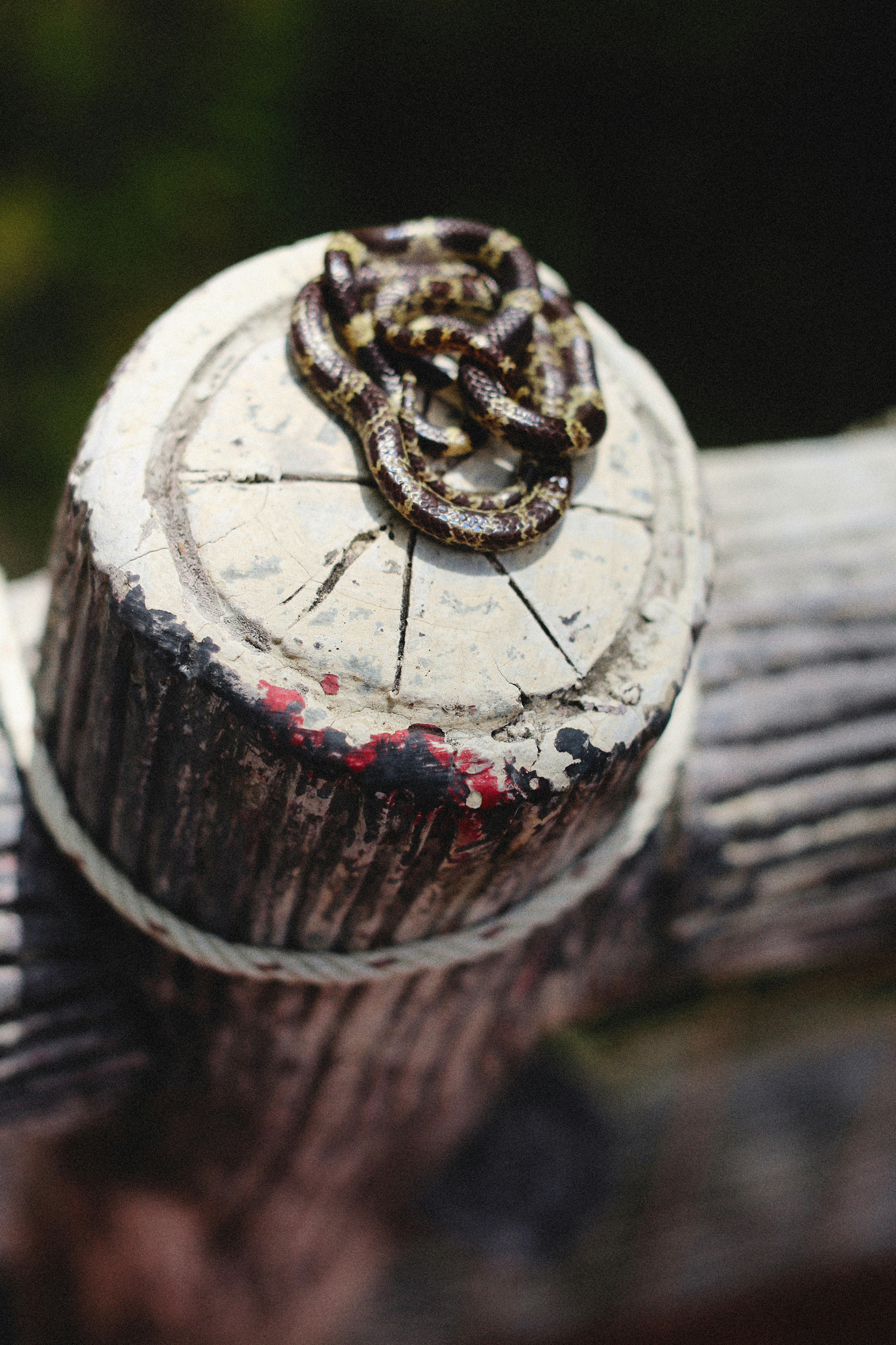 Coiled on Weathered Wood: A Snake at Rest on a Painted Post