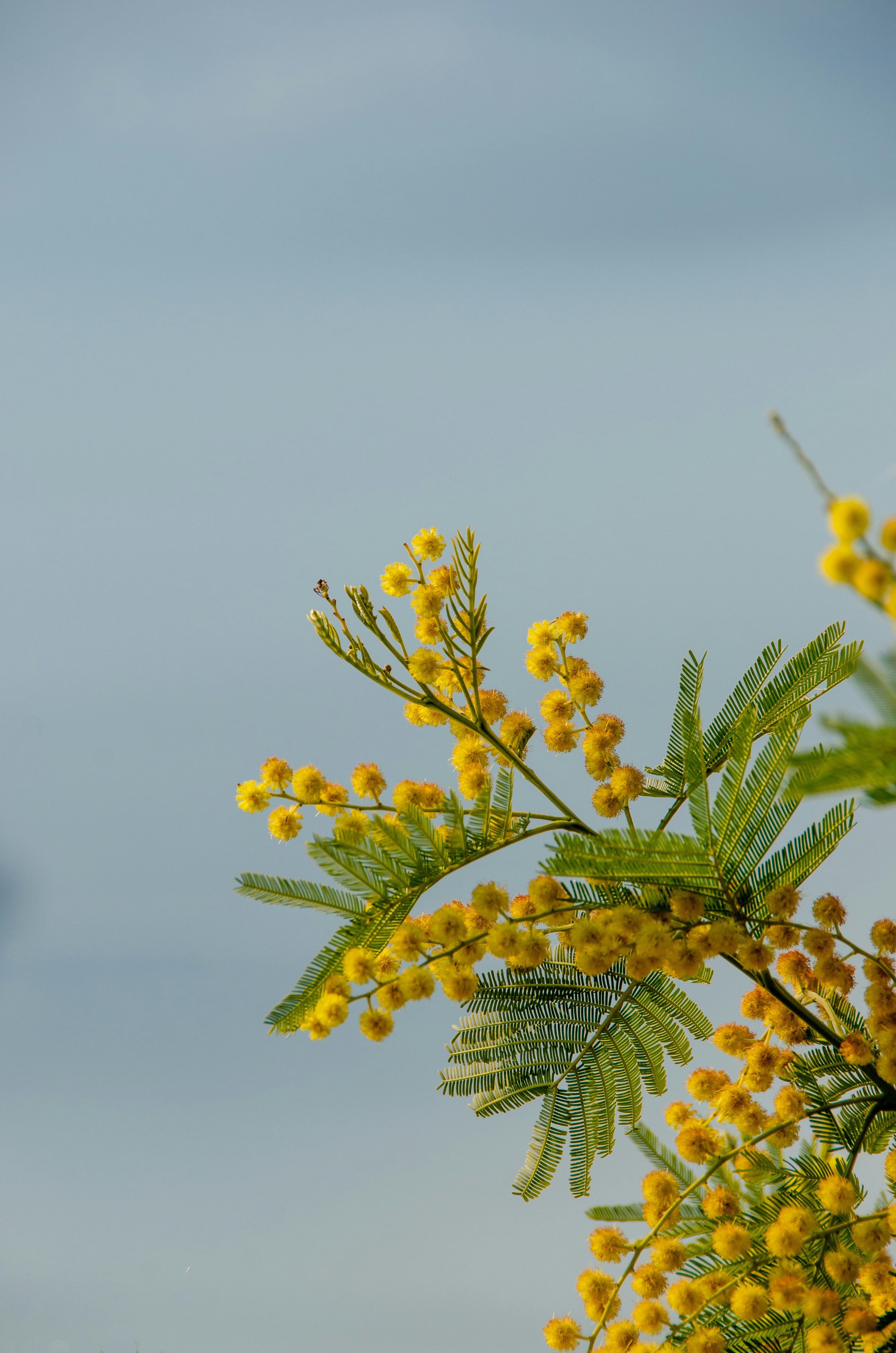 a close-up of a plant