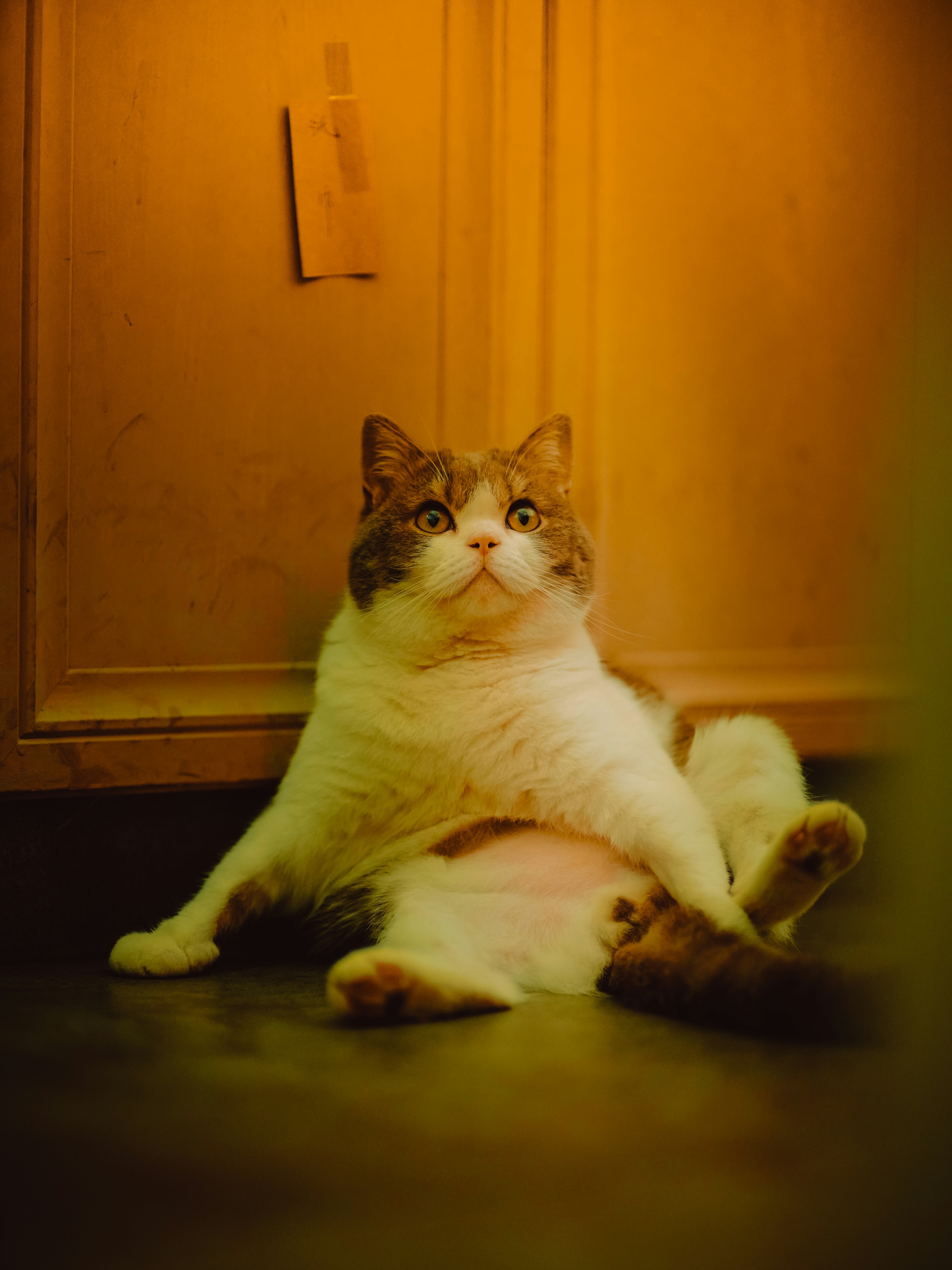 Un gato sentado en una mesa foto – Imagen de Gato gratuita en Unsplash