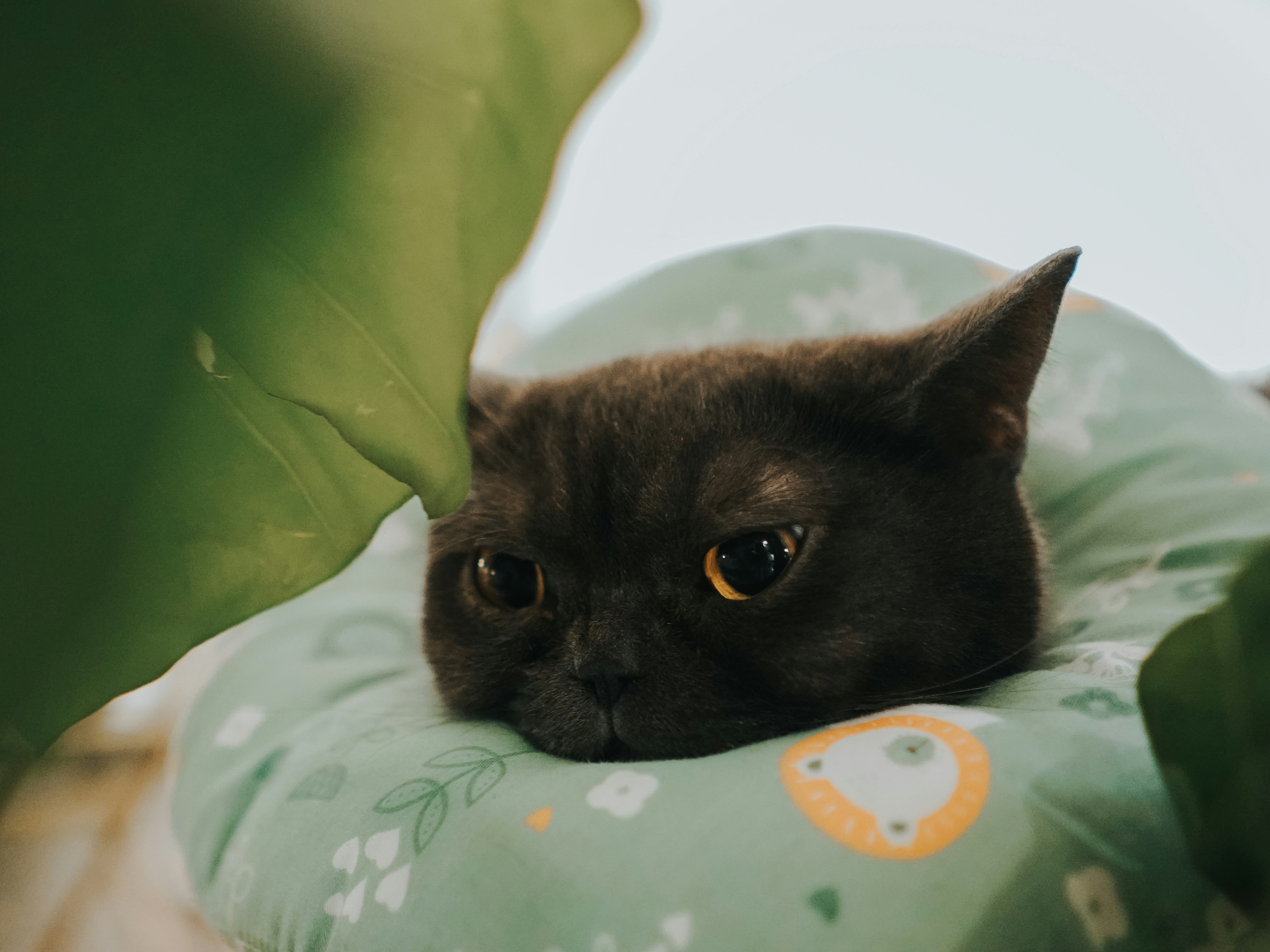 Hidden Queen: a Coal-Brown Cat Peeks from a Cushioned Pillow