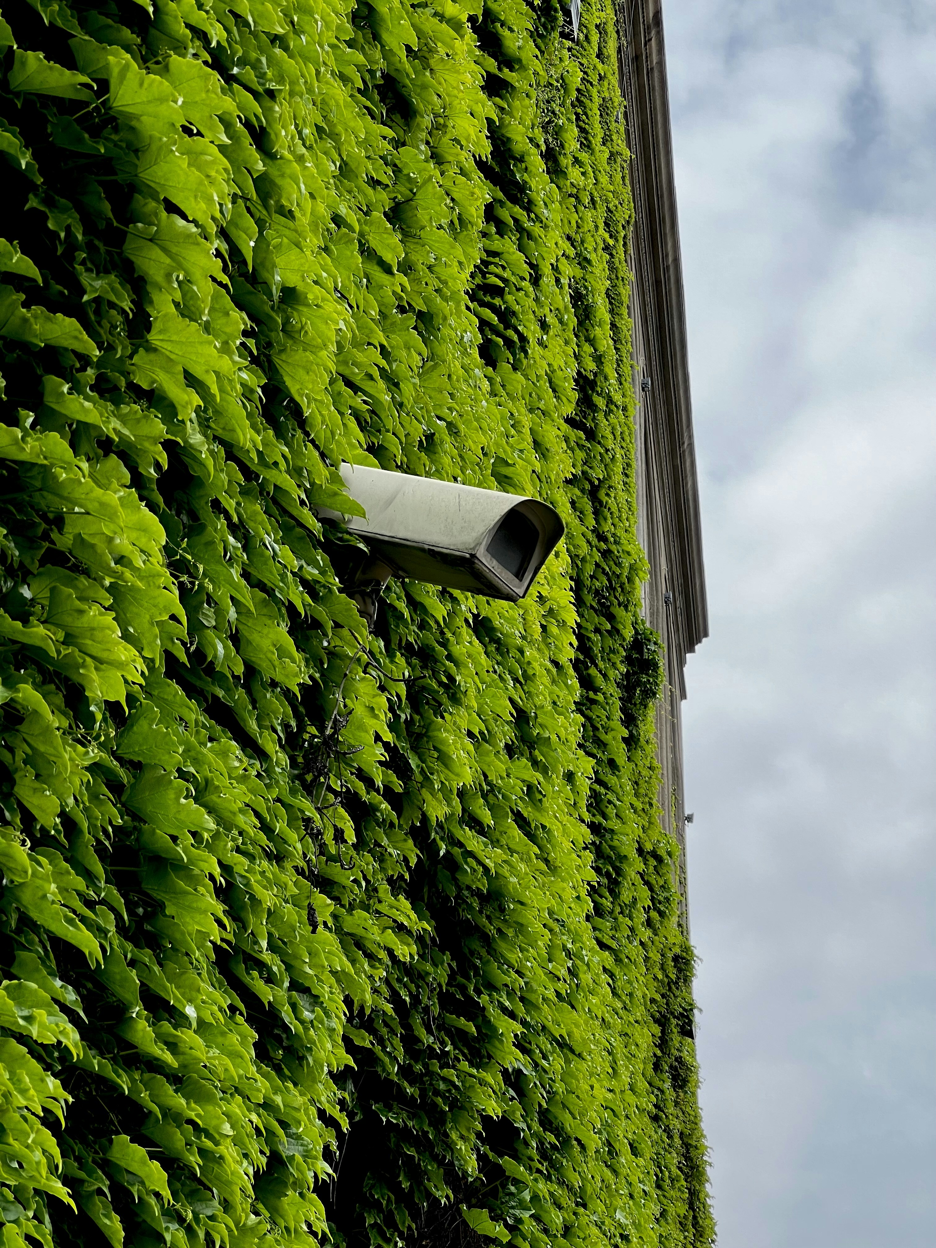 Vertical Garden Overhang: A Close-Up of Ivy-Clad Facade with a Ducted Vent