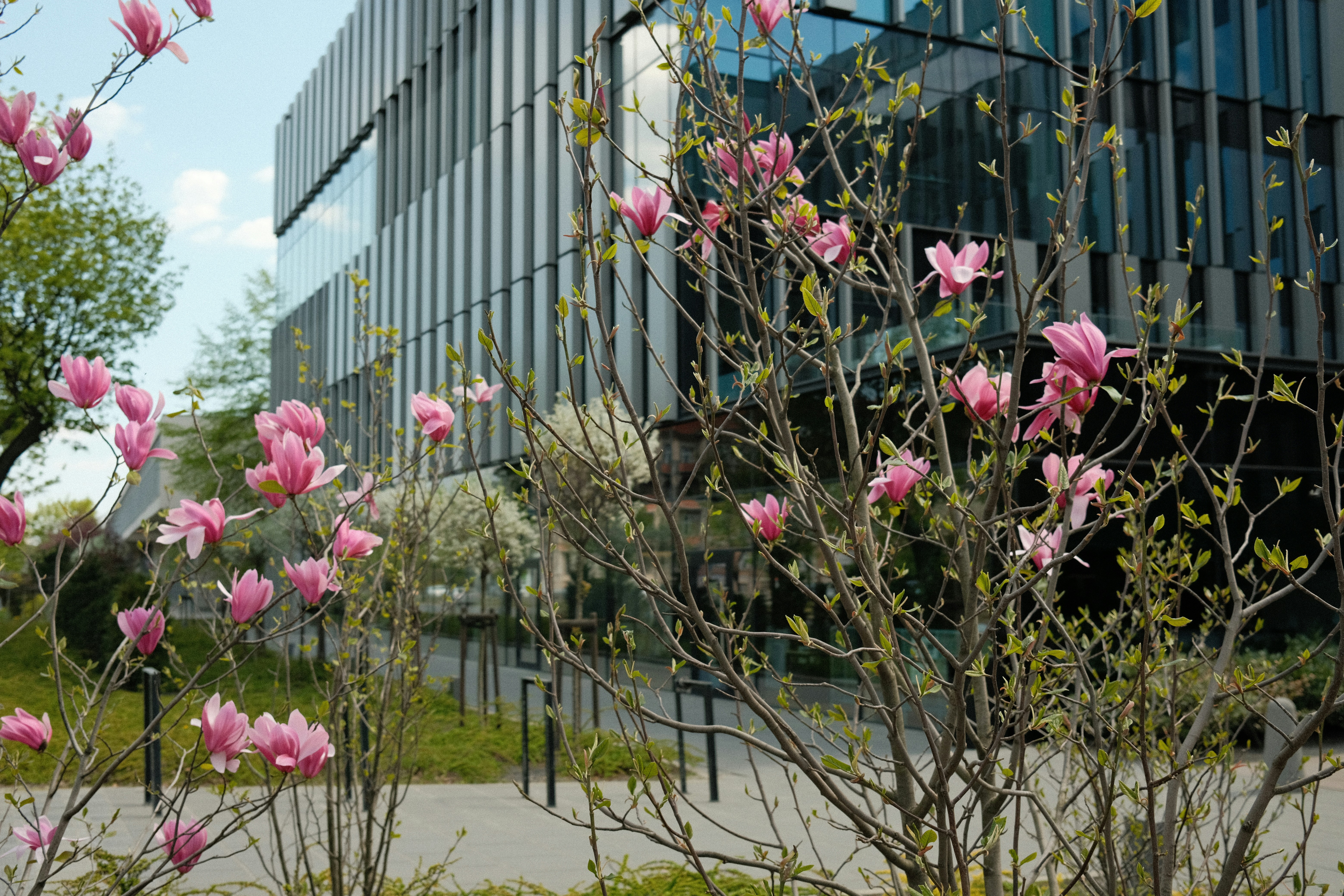 Pink magnolia flowers in full bloom contrast with a sleek, contemporary building backdrop. The scene captures the harmony of nature and architecture.