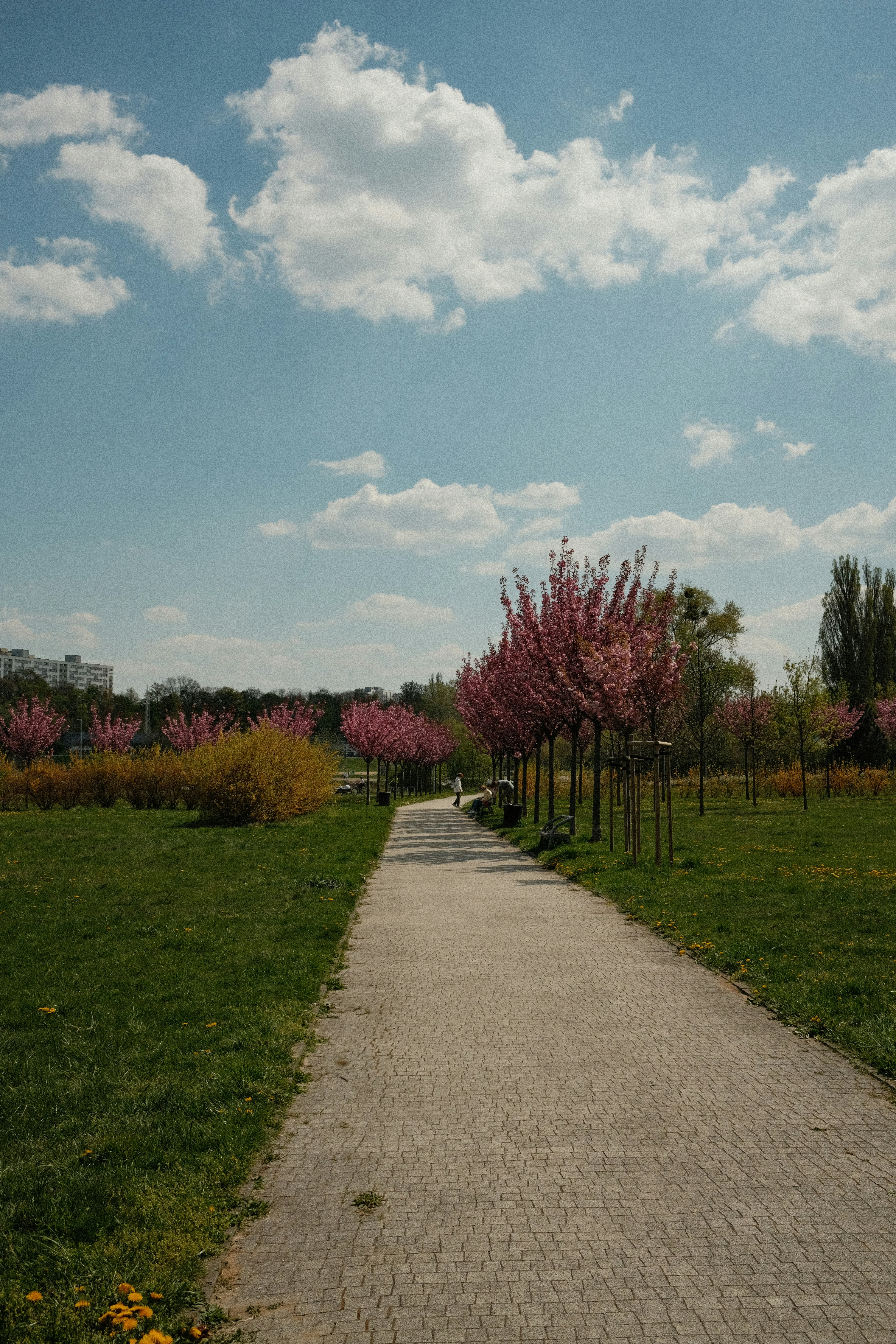 Foto zum Thema Ein Pfad mit Gras und Bäumen an der Seite – Kostenloses ...