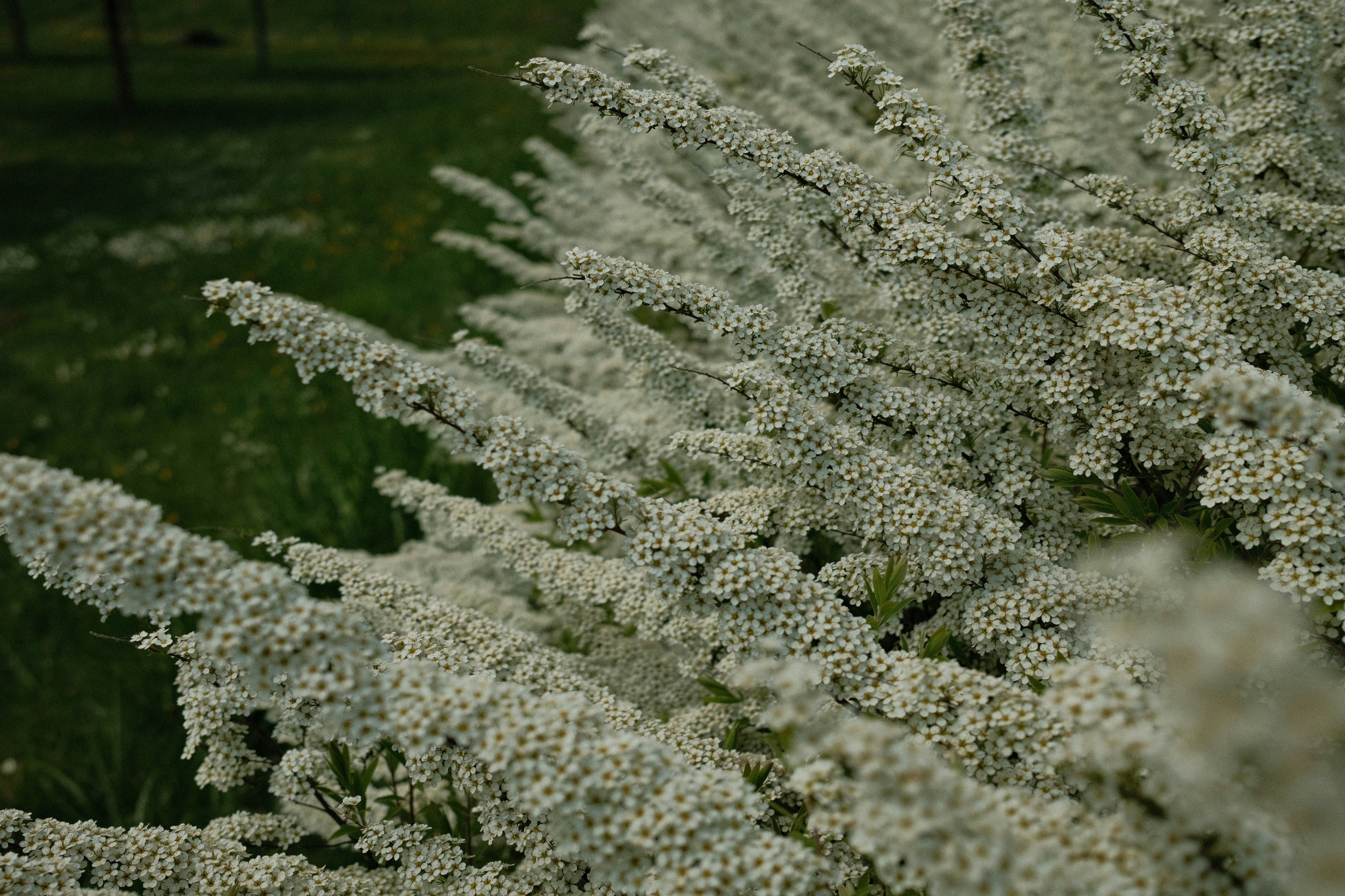 Delicate white blossoms sway gently in the breeze, creating a soft, textured landscape of nature's beauty.