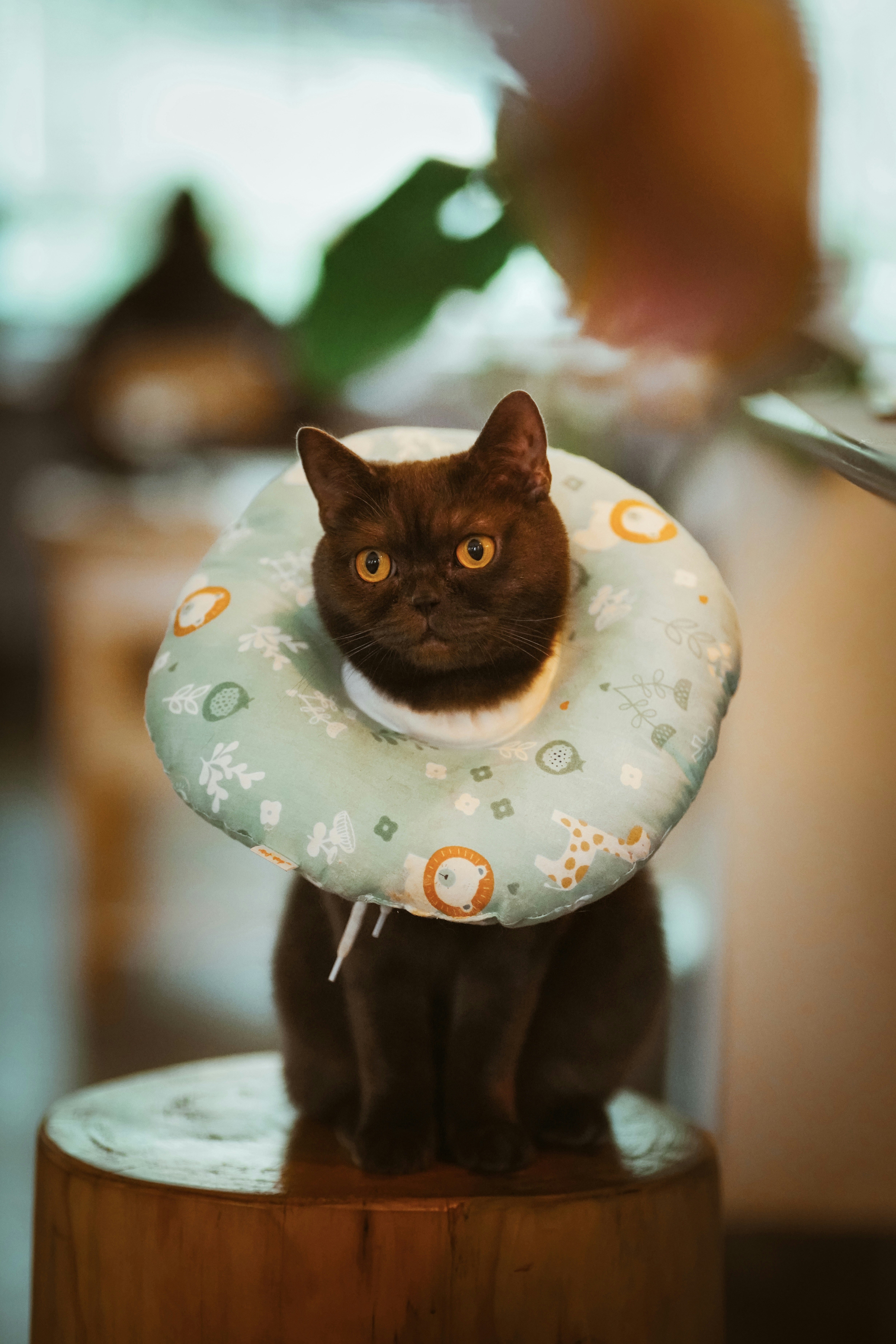 A cat wearing a colorful, patterned collar sits atop a wooden stool, exuding charm and curiosity.