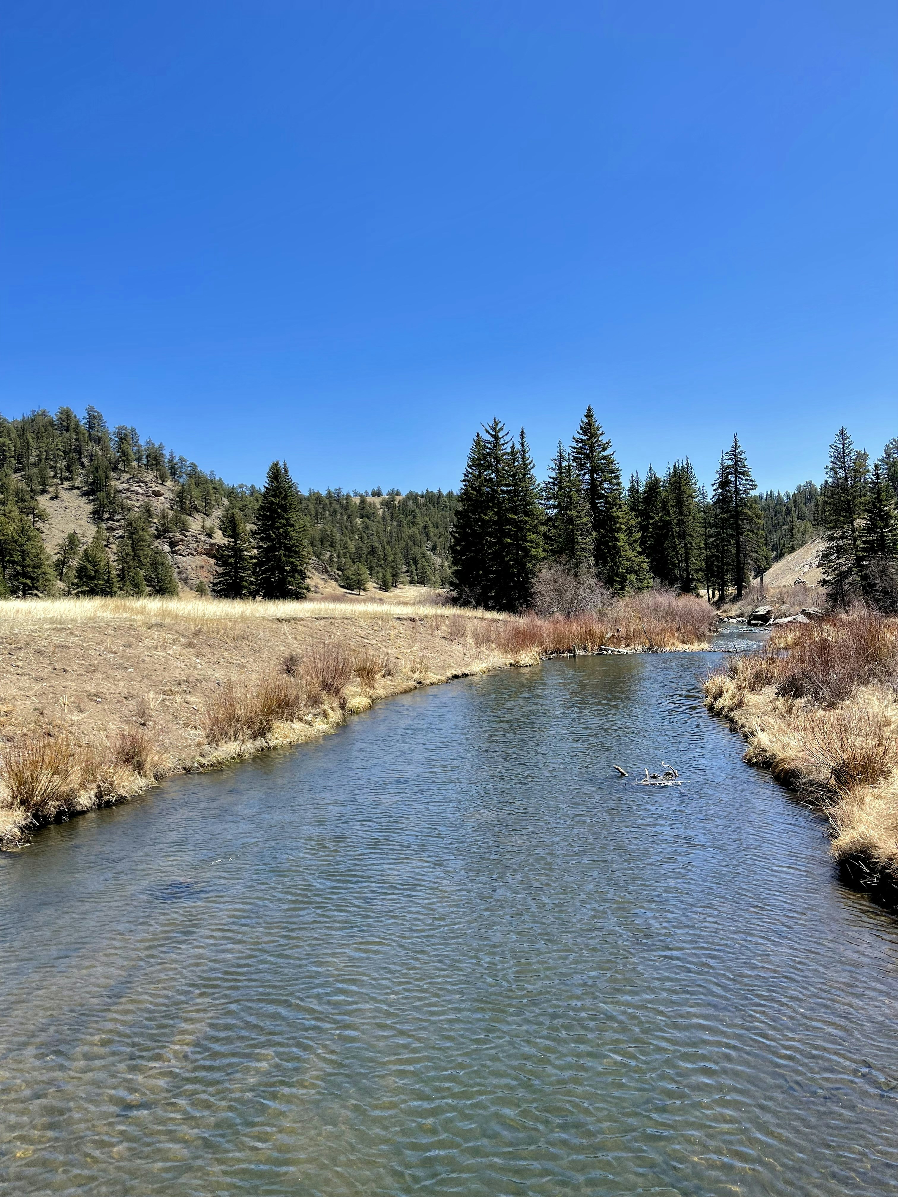 A river with trees and grass photo – Free Nature Image on Unsplash