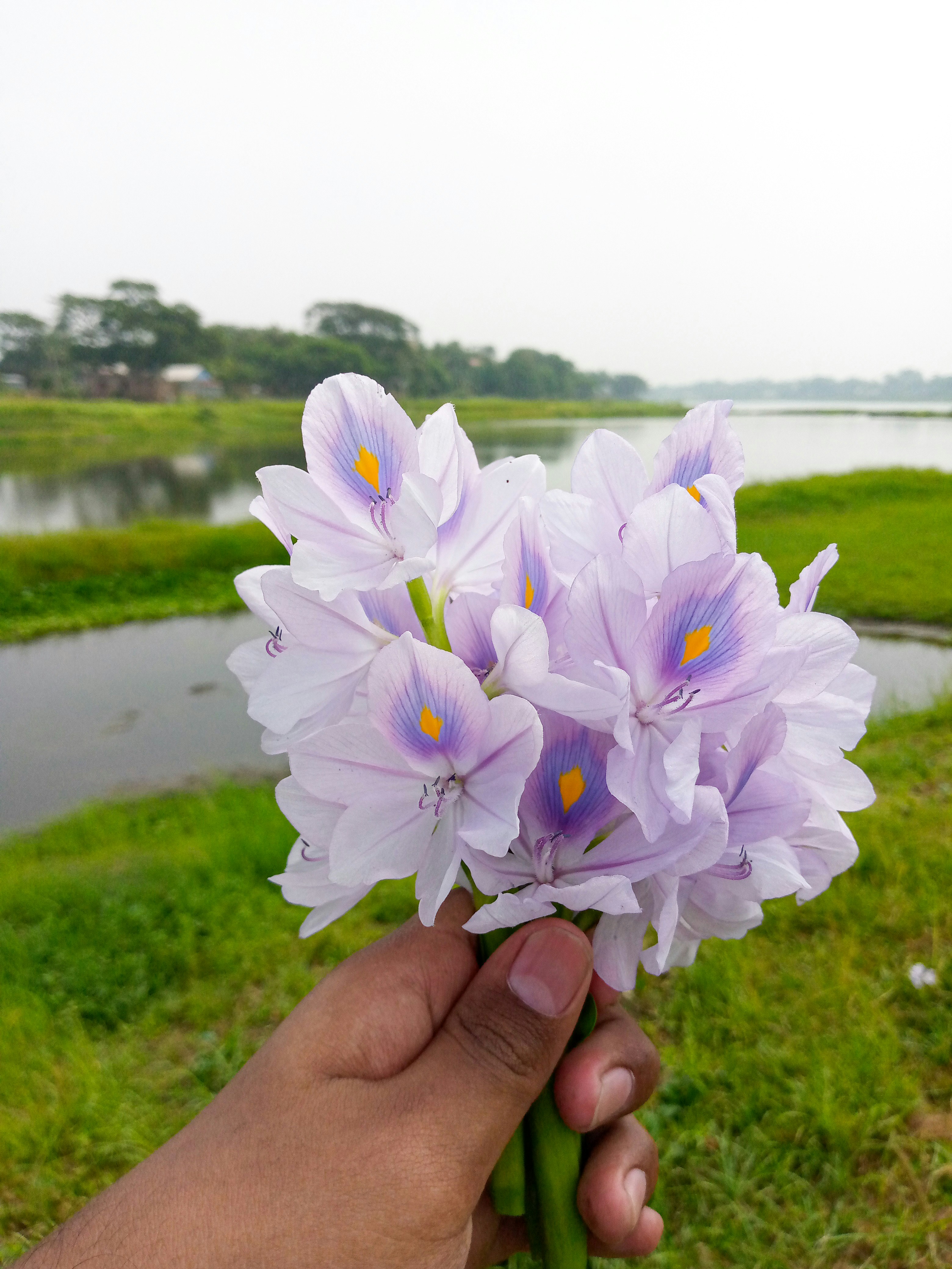 a hand holding a group of flowers