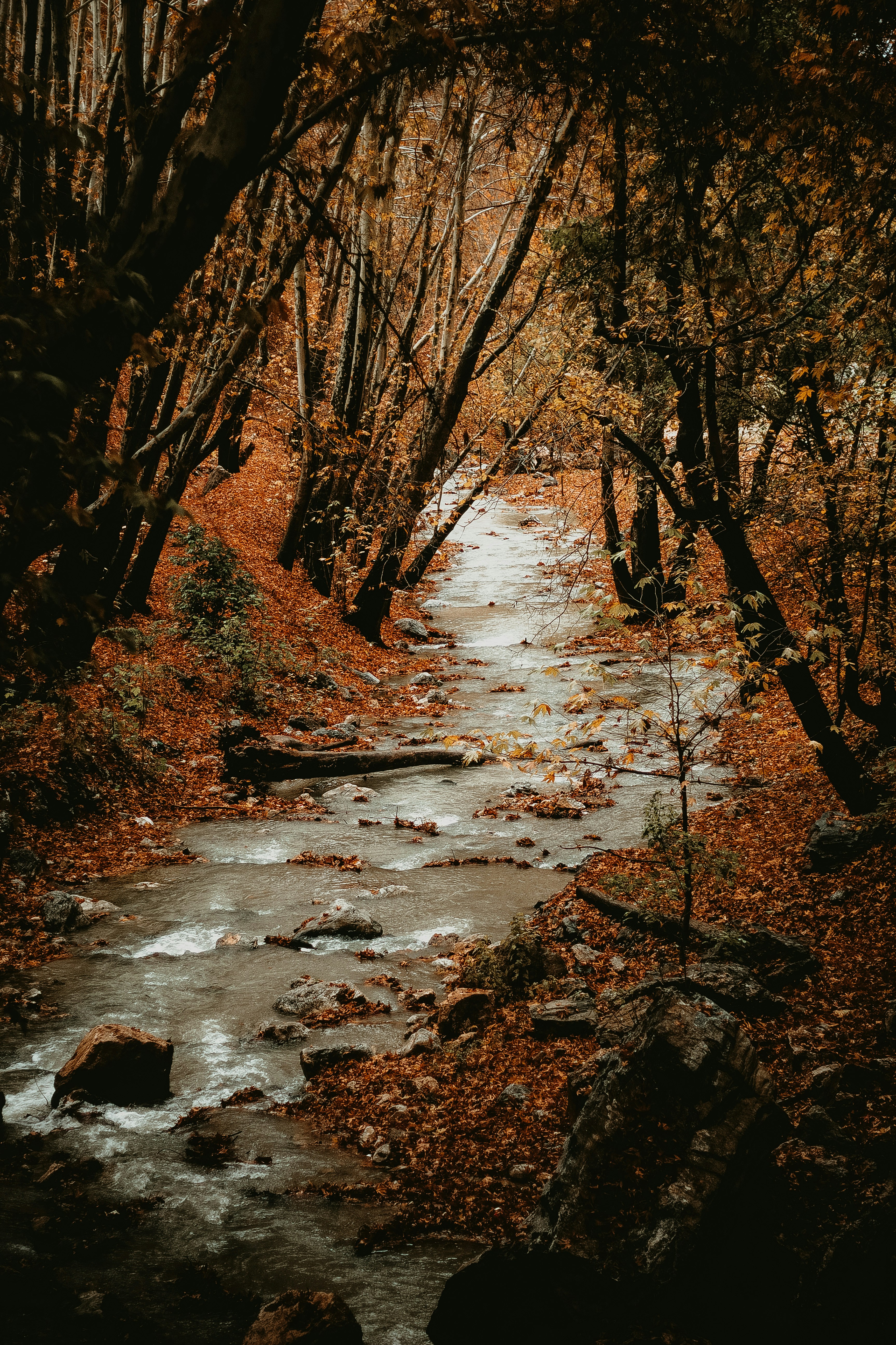 A stream with trees around it photo – Free Wallpaper for mobile Image ...