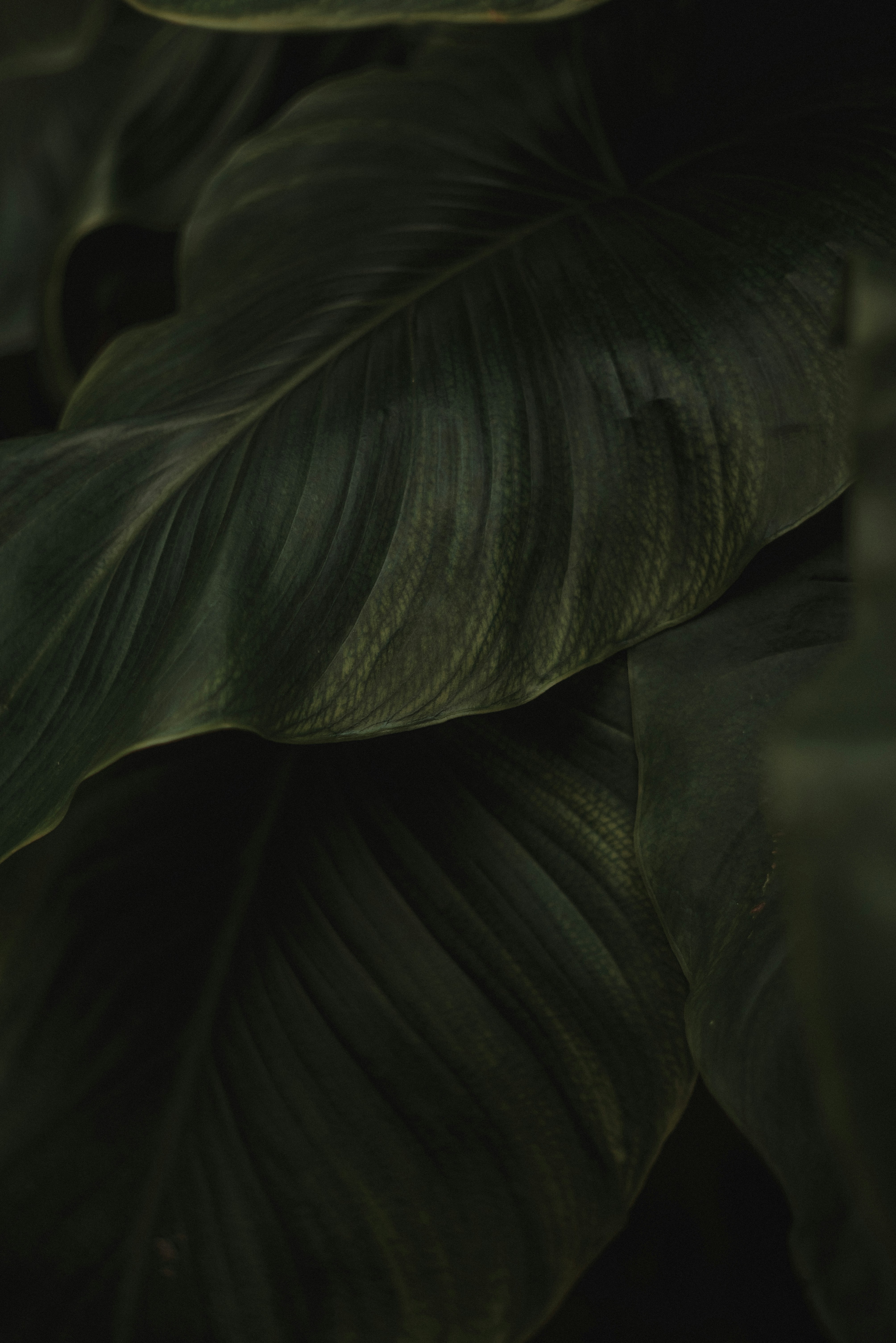 Dark Green Background Images - Free HD Downloads on Unsplash