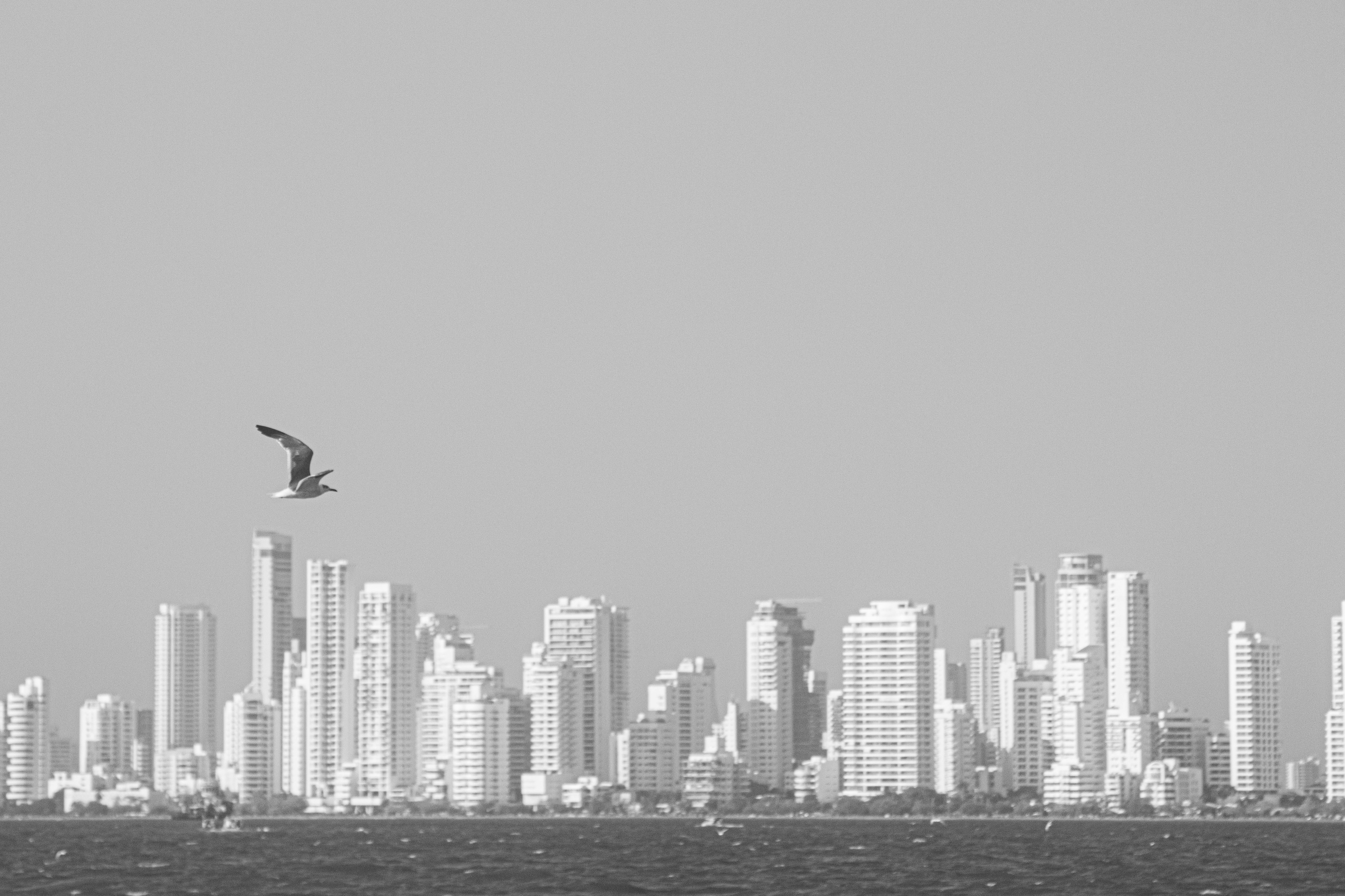 a bird flying over a city
