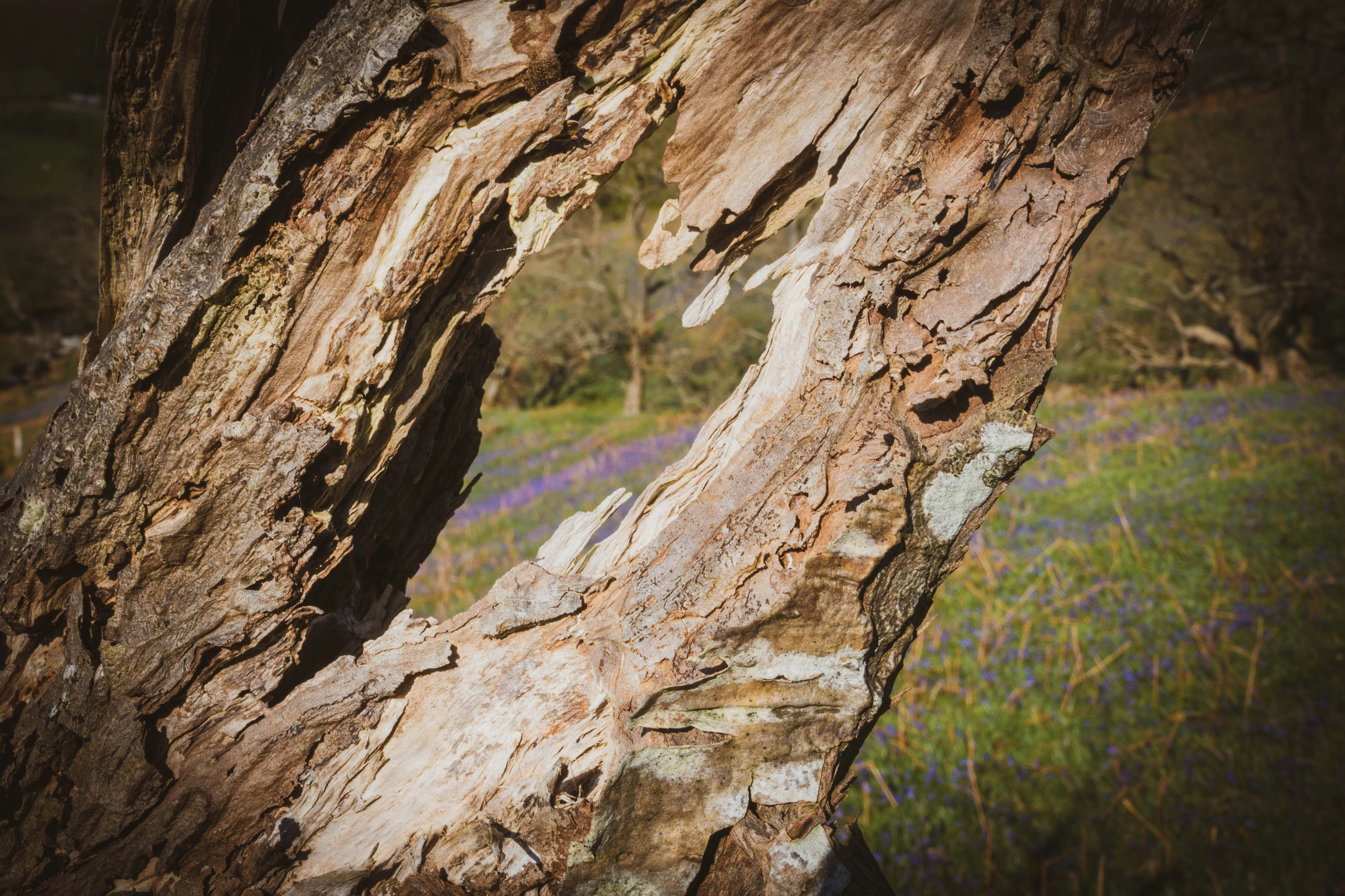 Gnarled Trunk Framing a Violet Meadow Under Soft Spring Light