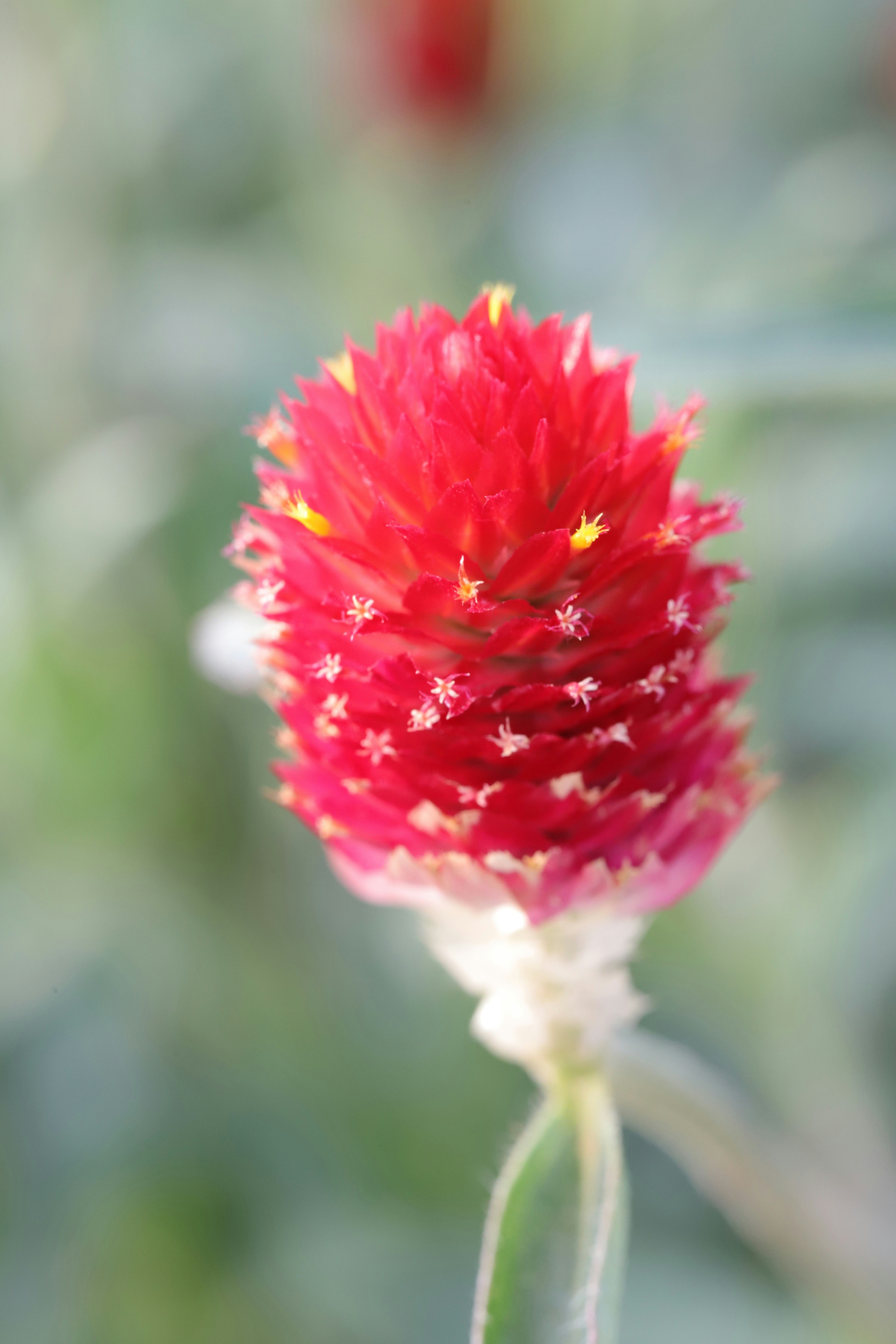 A red flower with yellow spots photo – Free Flower Image on Unsplash