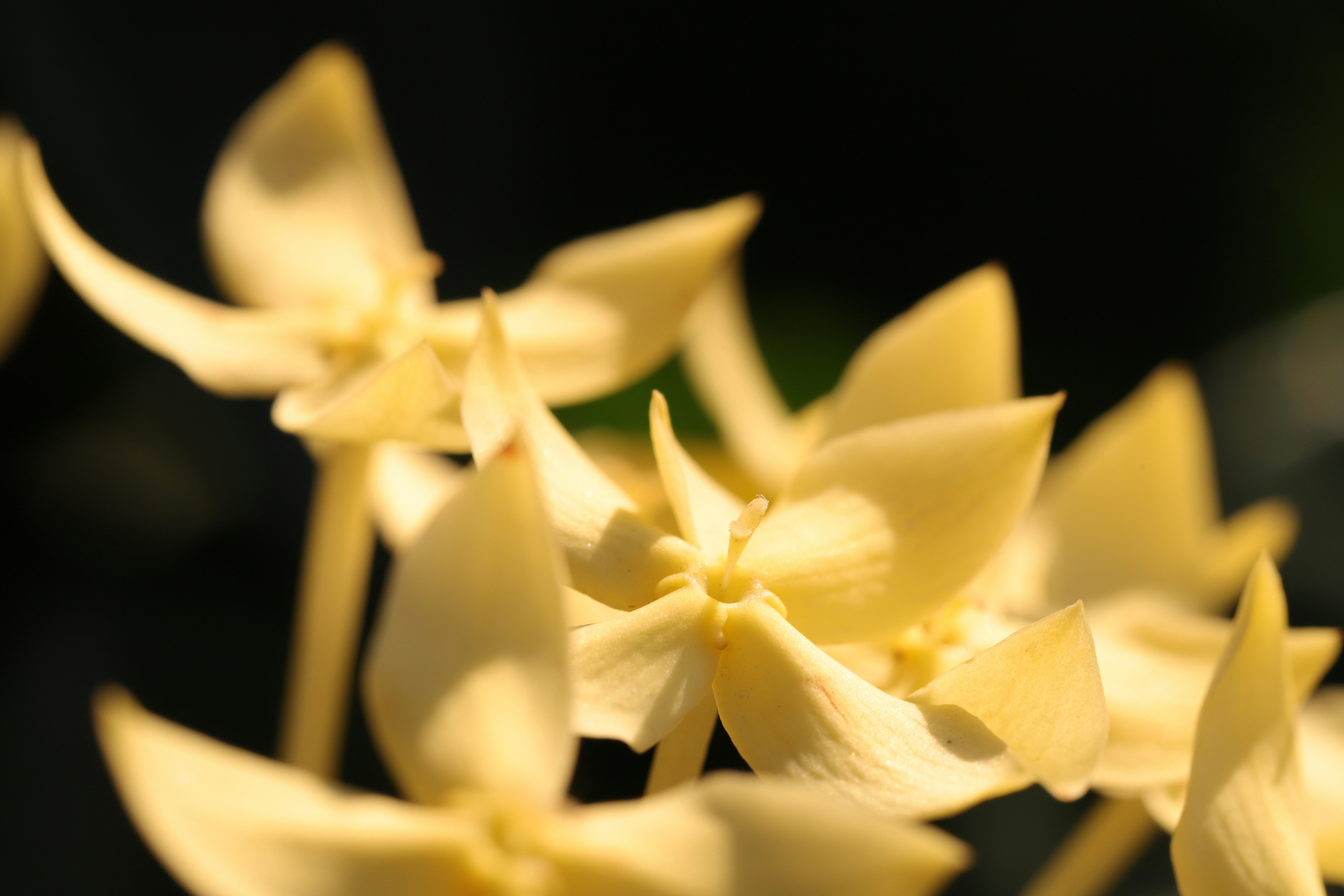 Flower photo shot on Canon EOS 6D Mark II