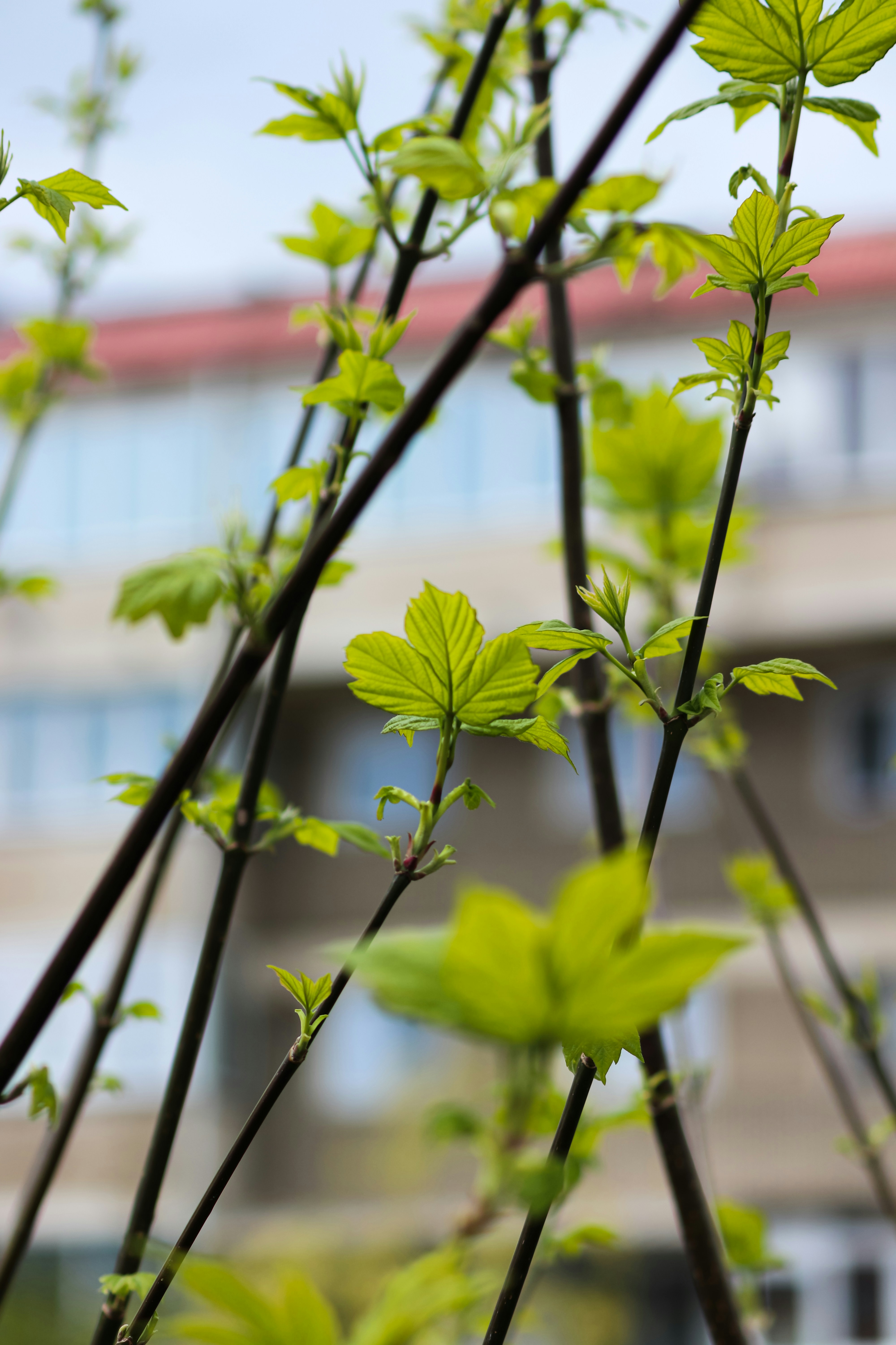 a close up of a plant
