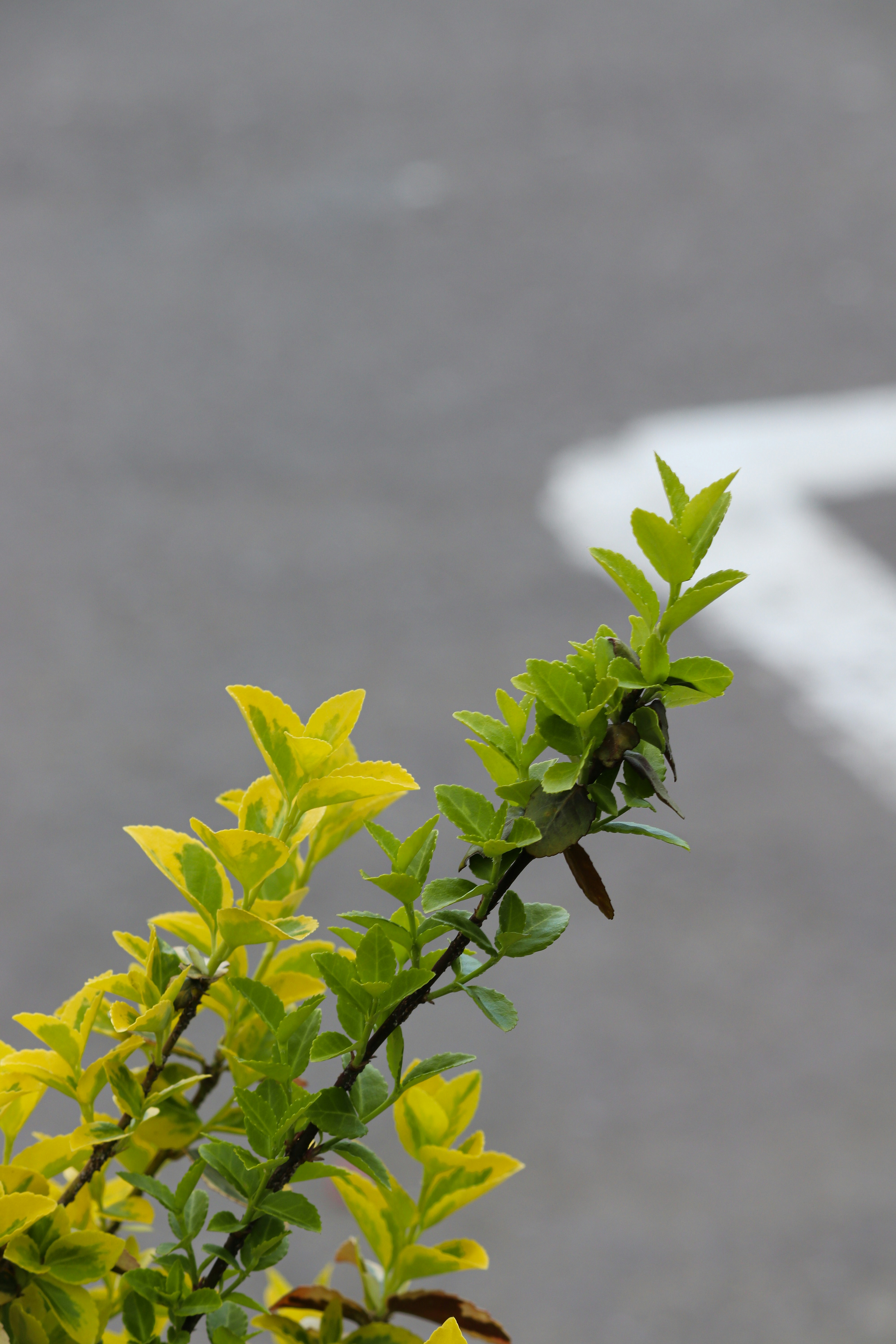 Neon-green Sprig on a Diagonal: Variegated Leaves Meet Urban Gray