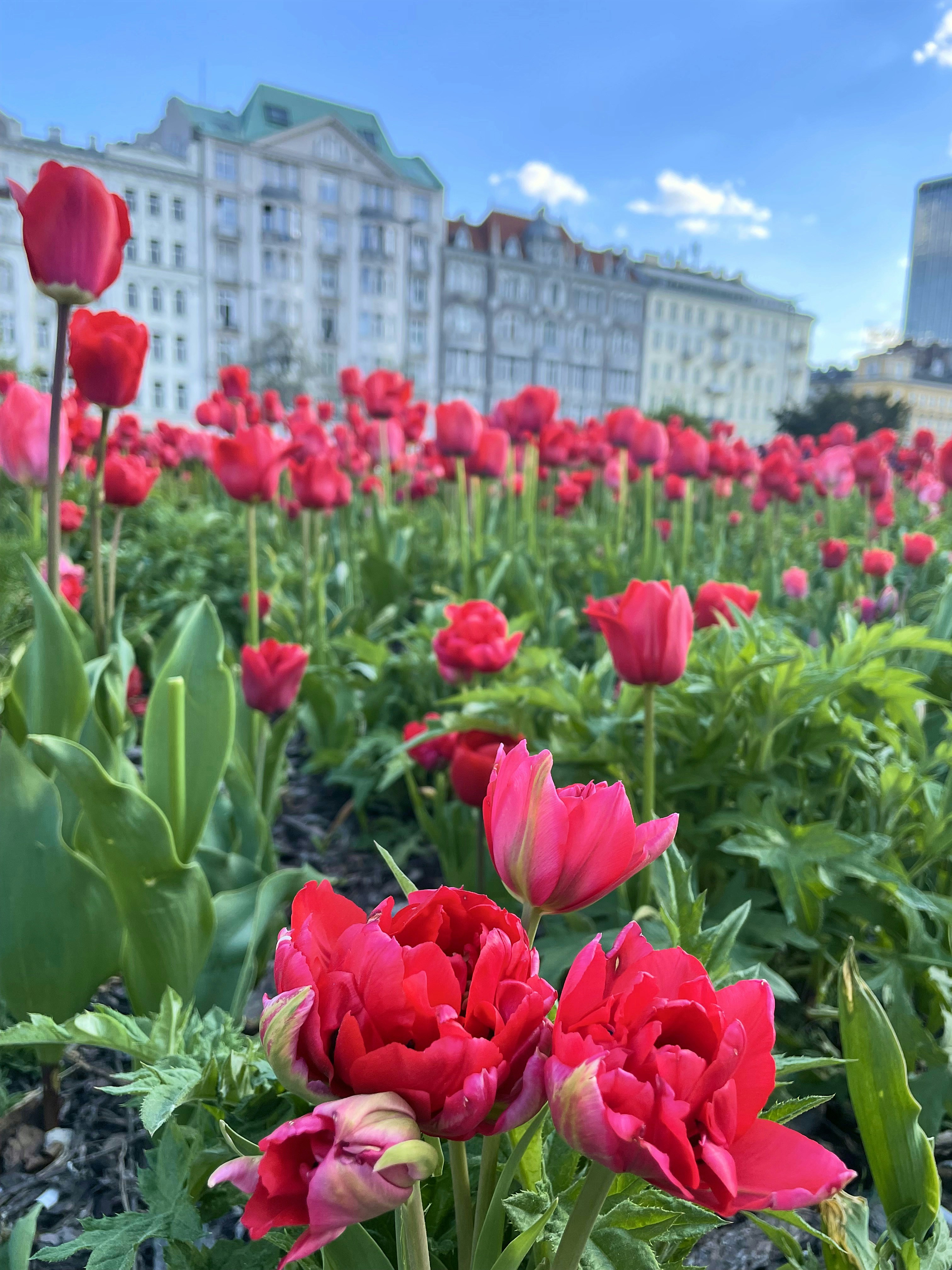 Crimson Tulips Framing a Sunlit City Square