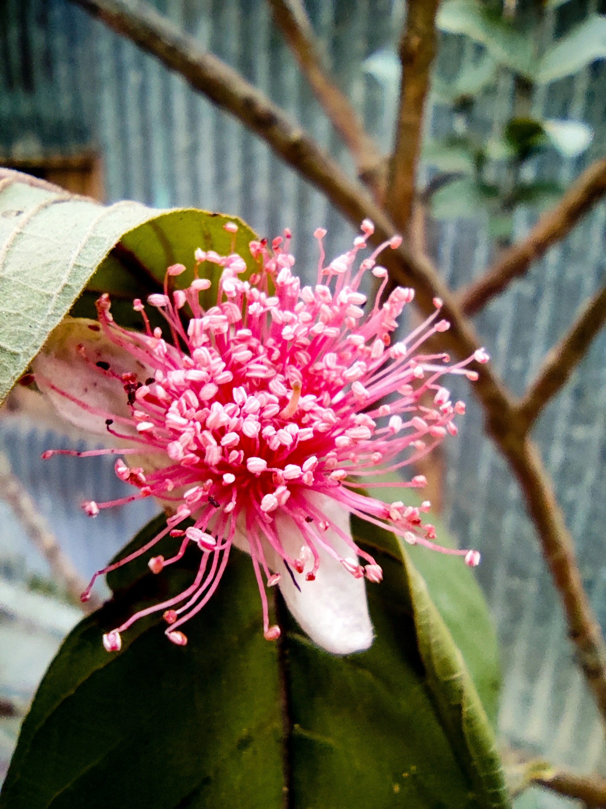 Pink Velvet Macro: The Radiant Core of a Flower's Stamen