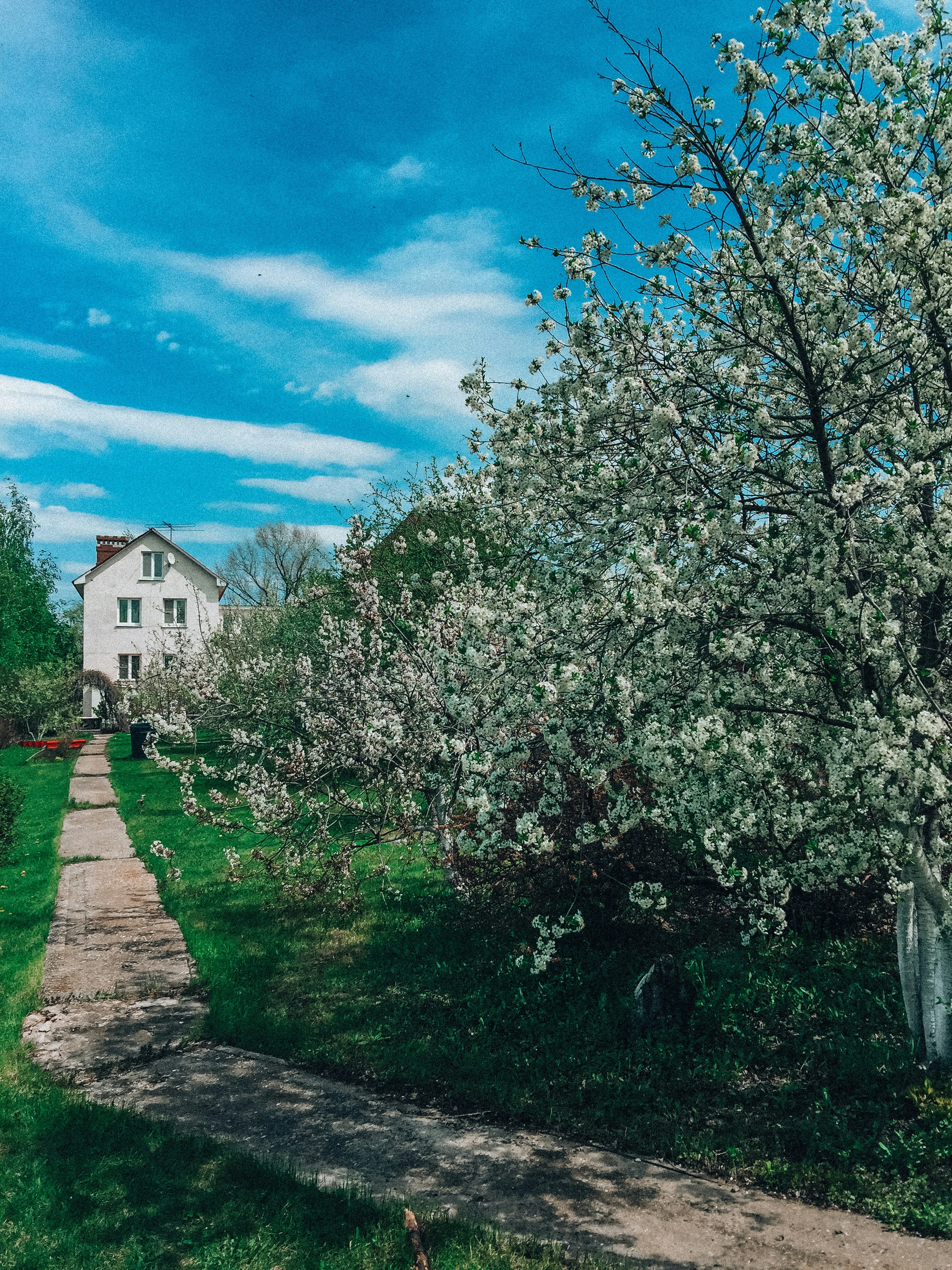 Blooming Lane to a Quiet White House Under a Spring Blue Sky