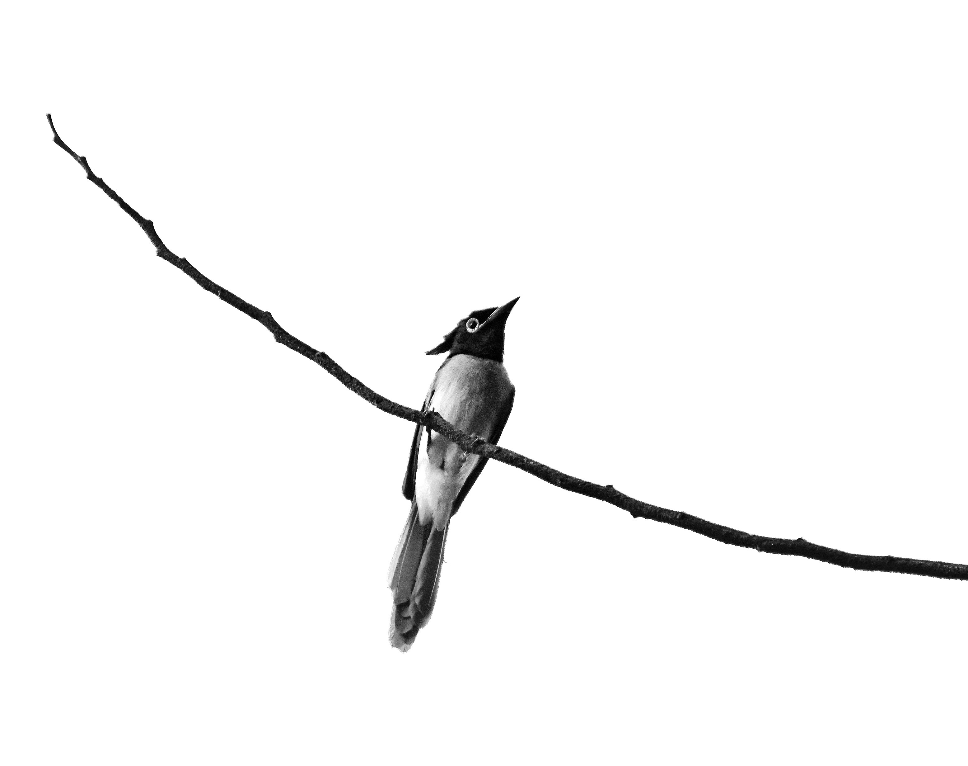 Diagonal Perch: A solitary bird etched against a blank white sky