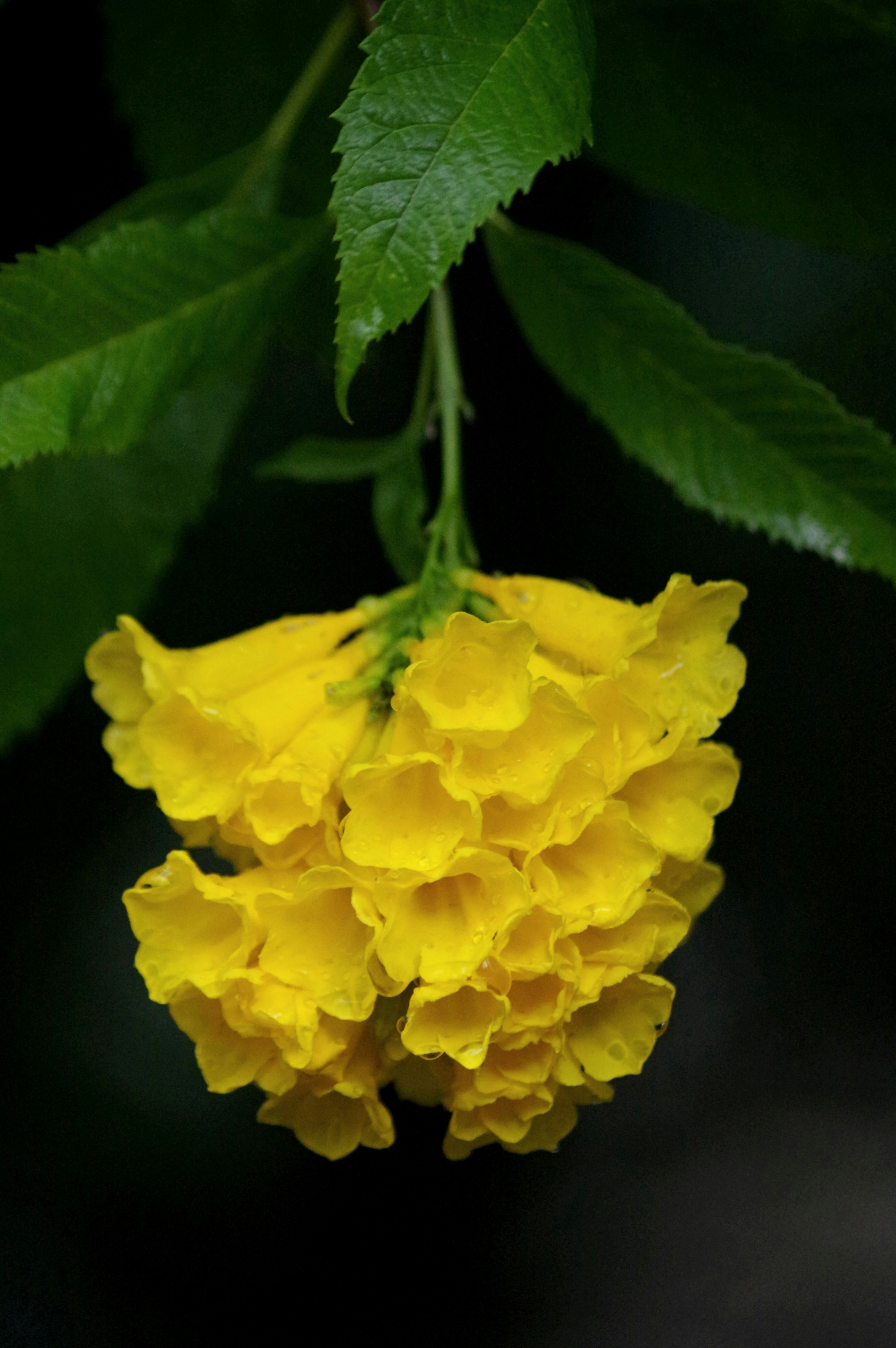 Vibrant yellow flower cluster hanging gracefully against a dark backdrop, showcasing its intricate petal structure. A striking contrast with surrounding leaves.