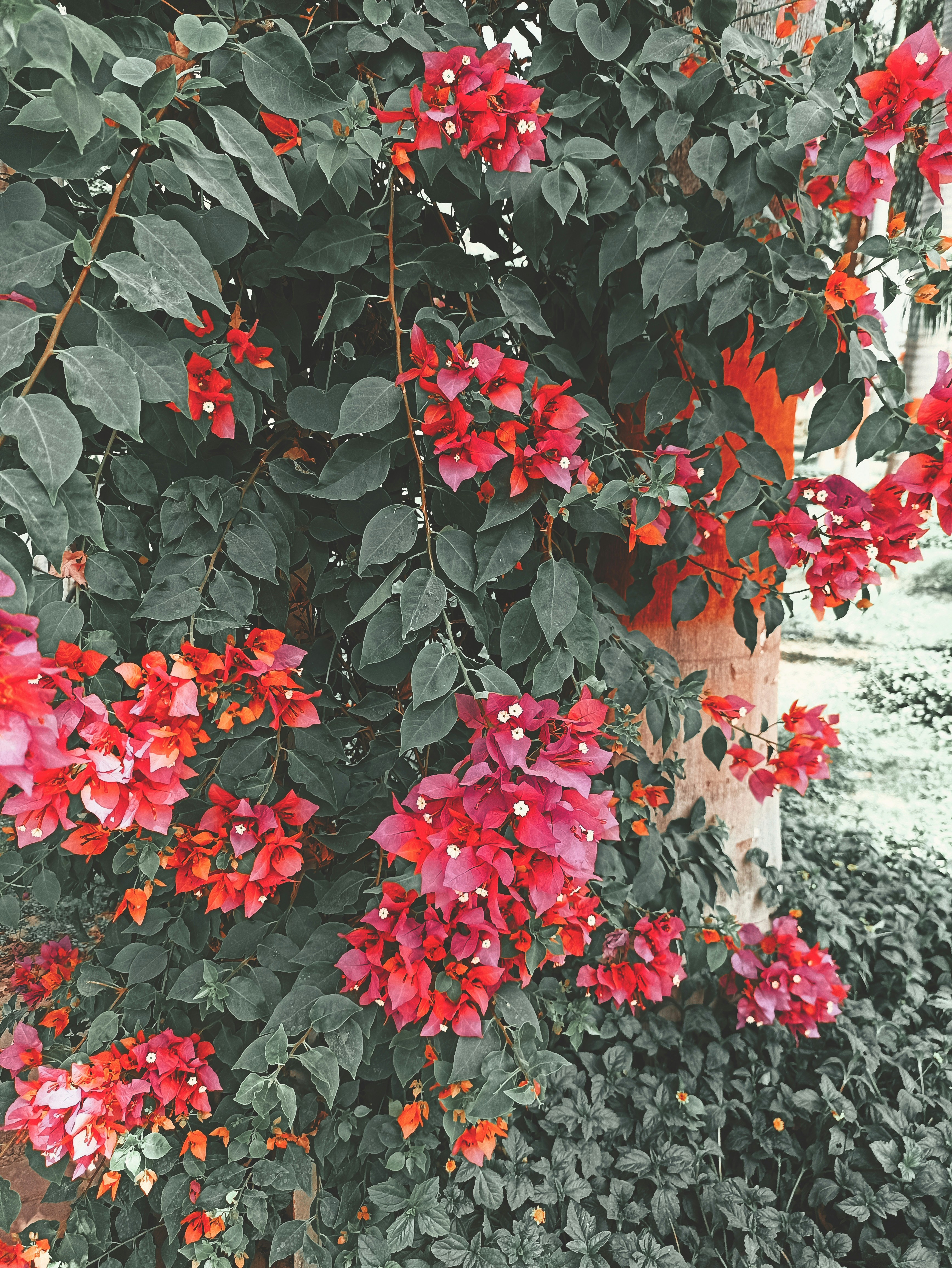 Vibrant bougainvillea flowers in shades of pink and orange cascade against lush green foliage, creating a lively natural backdrop.