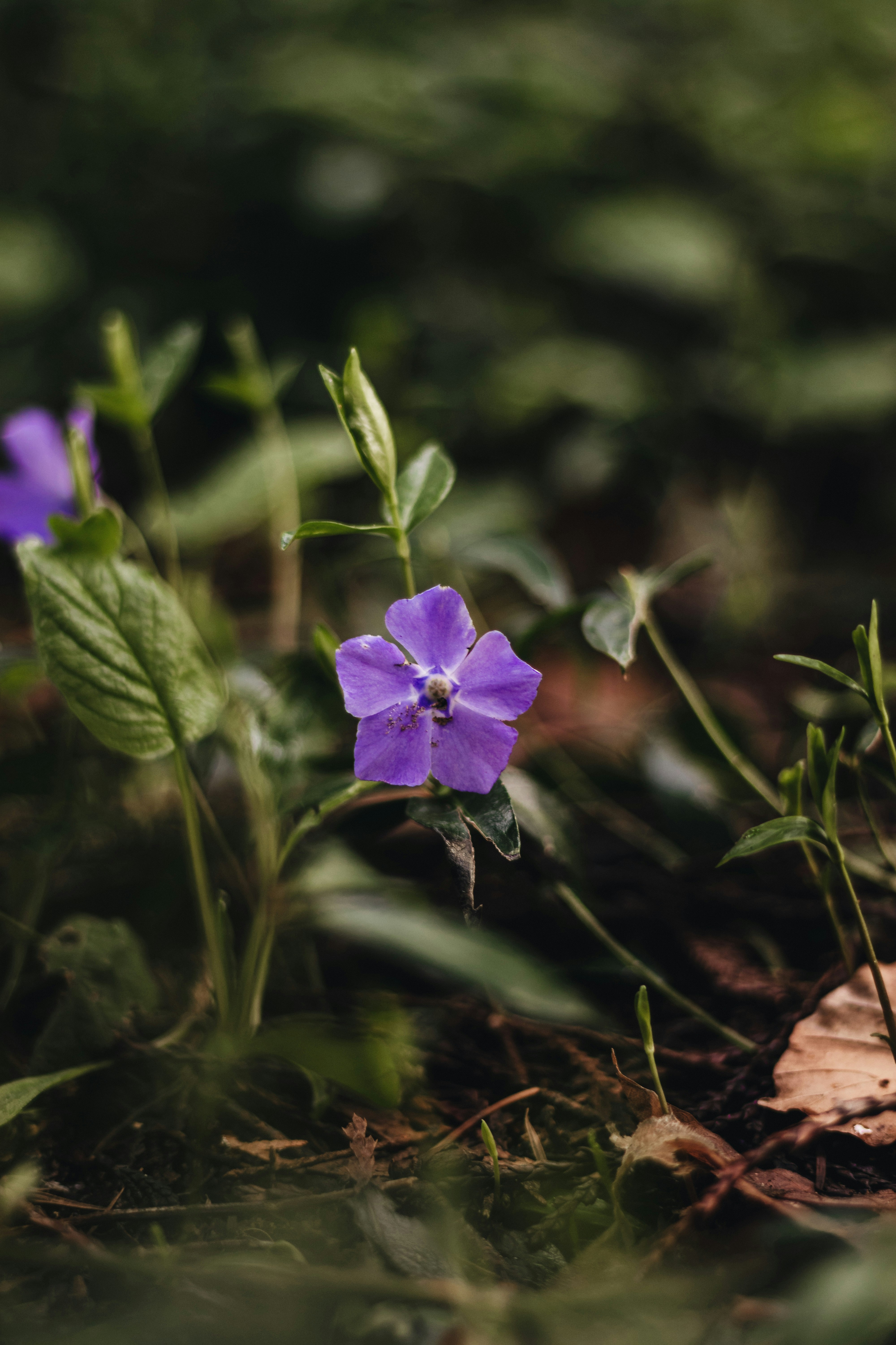 Une fleur violette sur une plante photo – Photo Geranio Gratuite sur ...