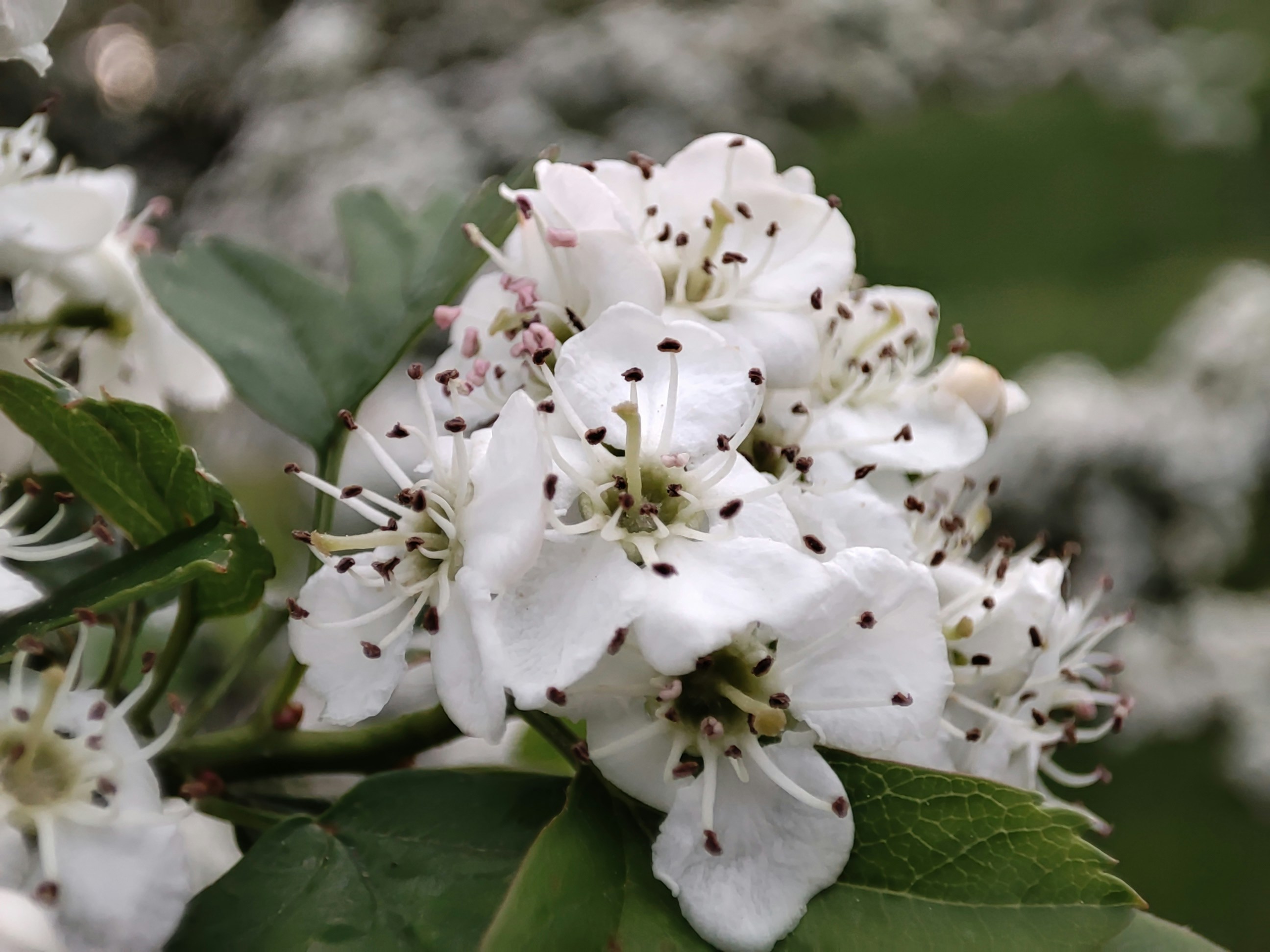 White flower cluster with green leaves and blurred background.
