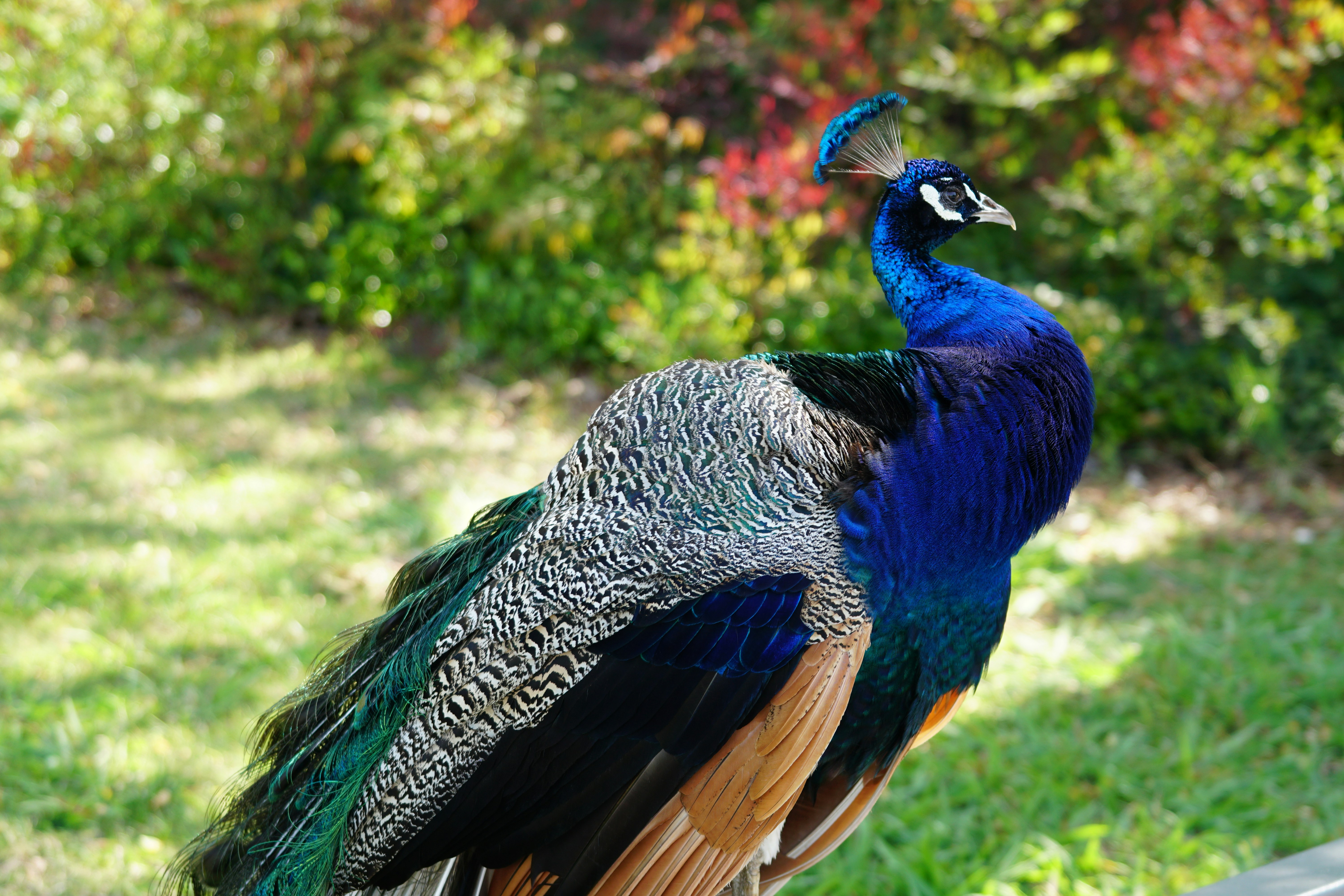 Paon Blue Photos | Télécharger des images gratuites sur Unsplash