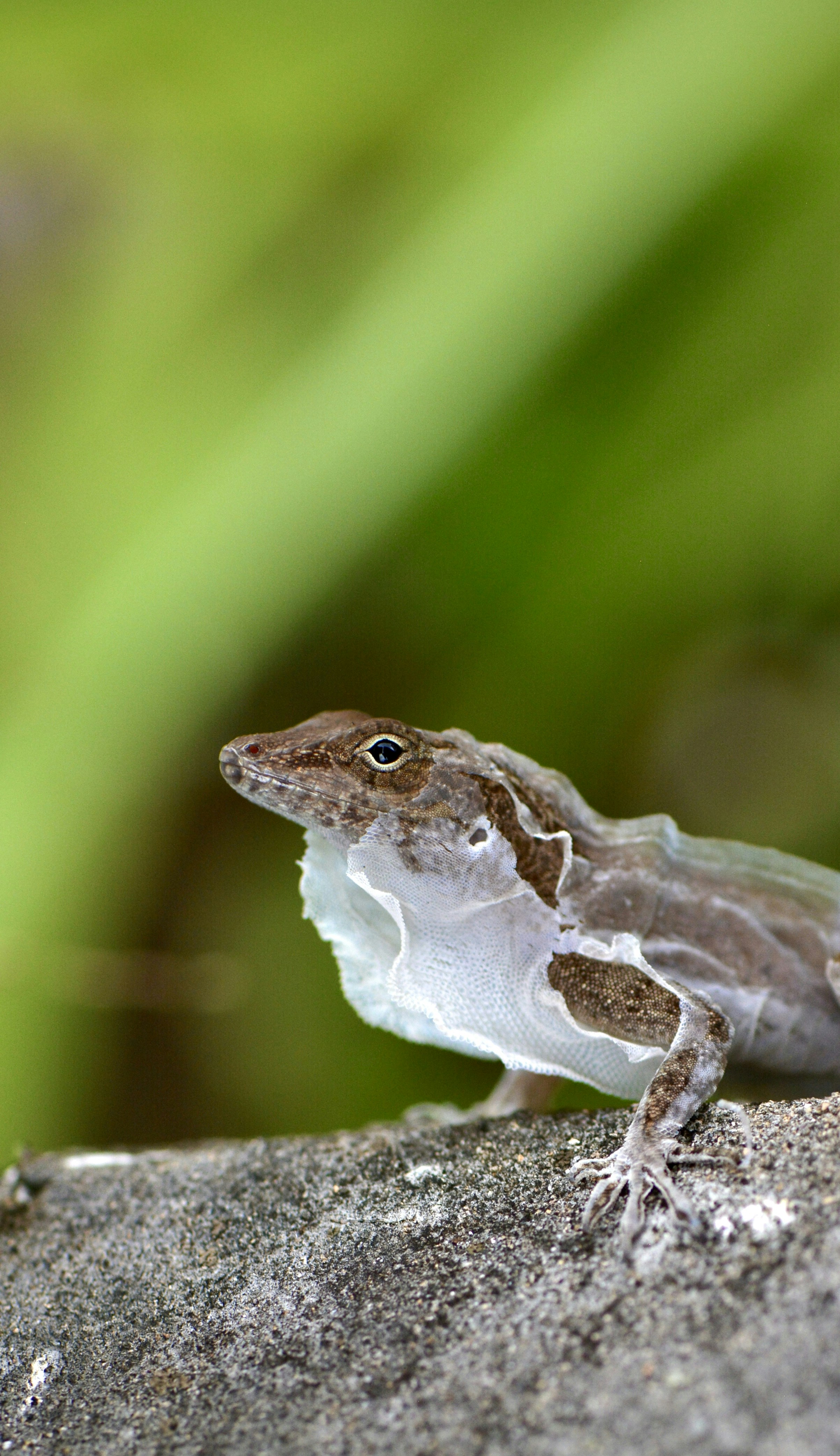Un lagarto en una roca foto – Imagen de Puerto Rico gratuita en Unsplash