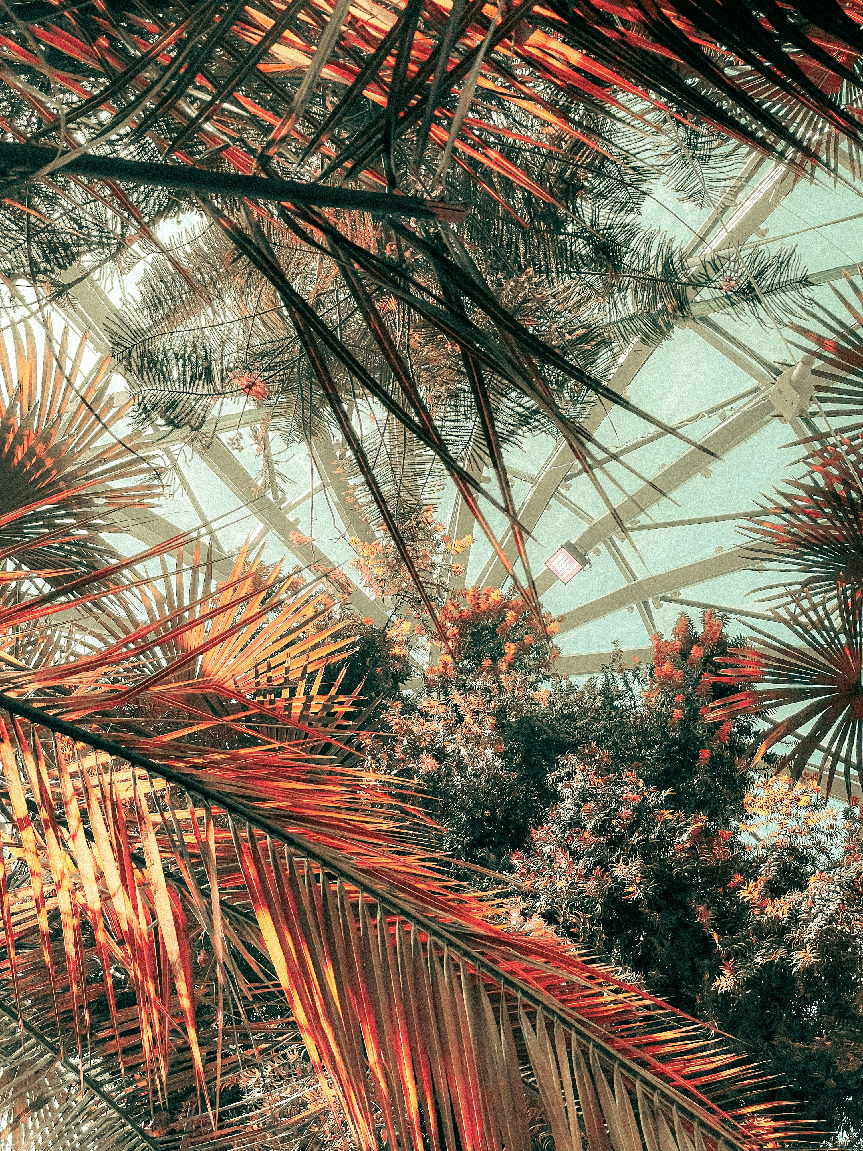 Crimson Palm Canopy Through Glass: Aerial Conservatory Moment