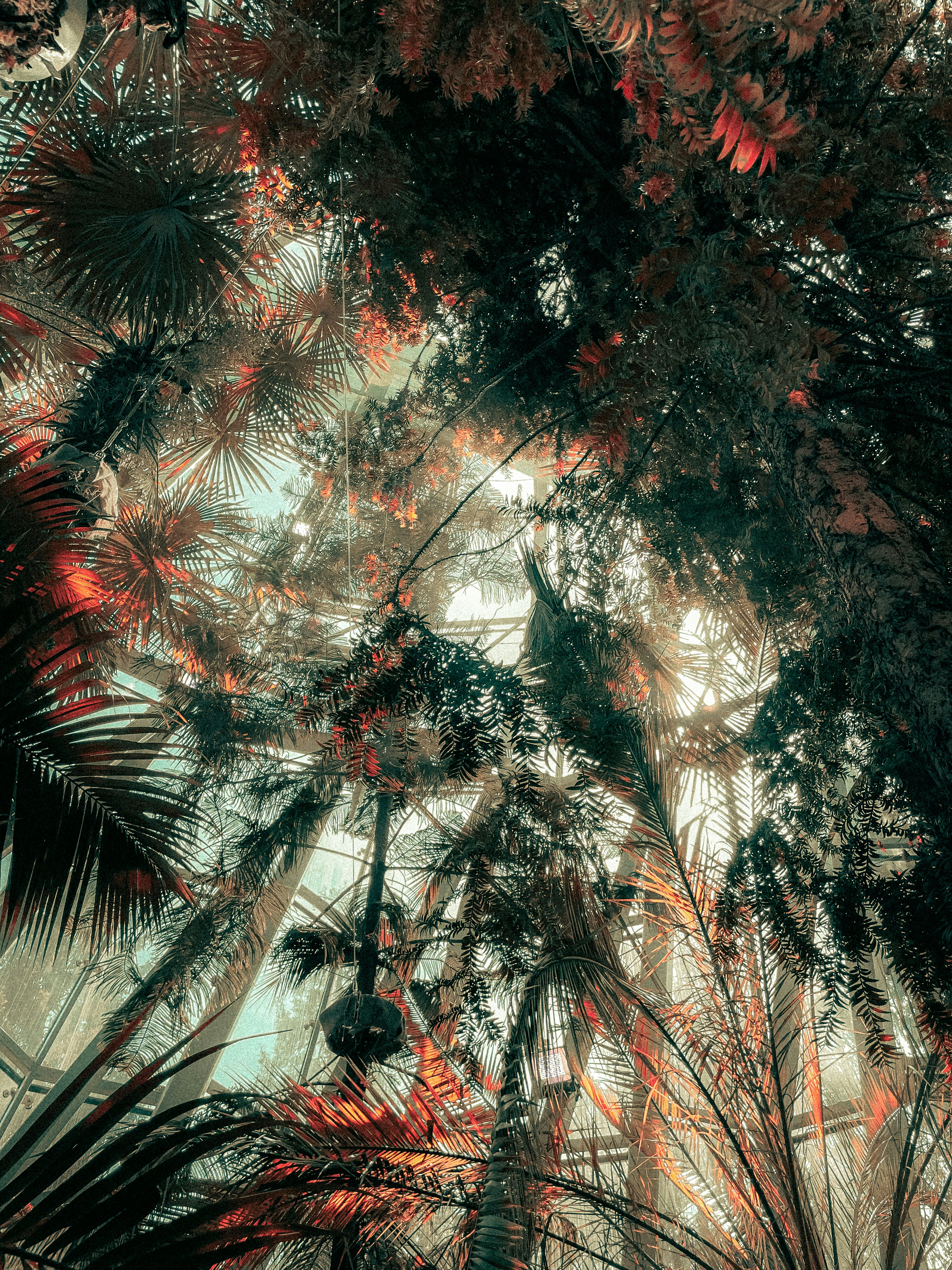 Sunlit Fronds in a Glasshouse Jungle