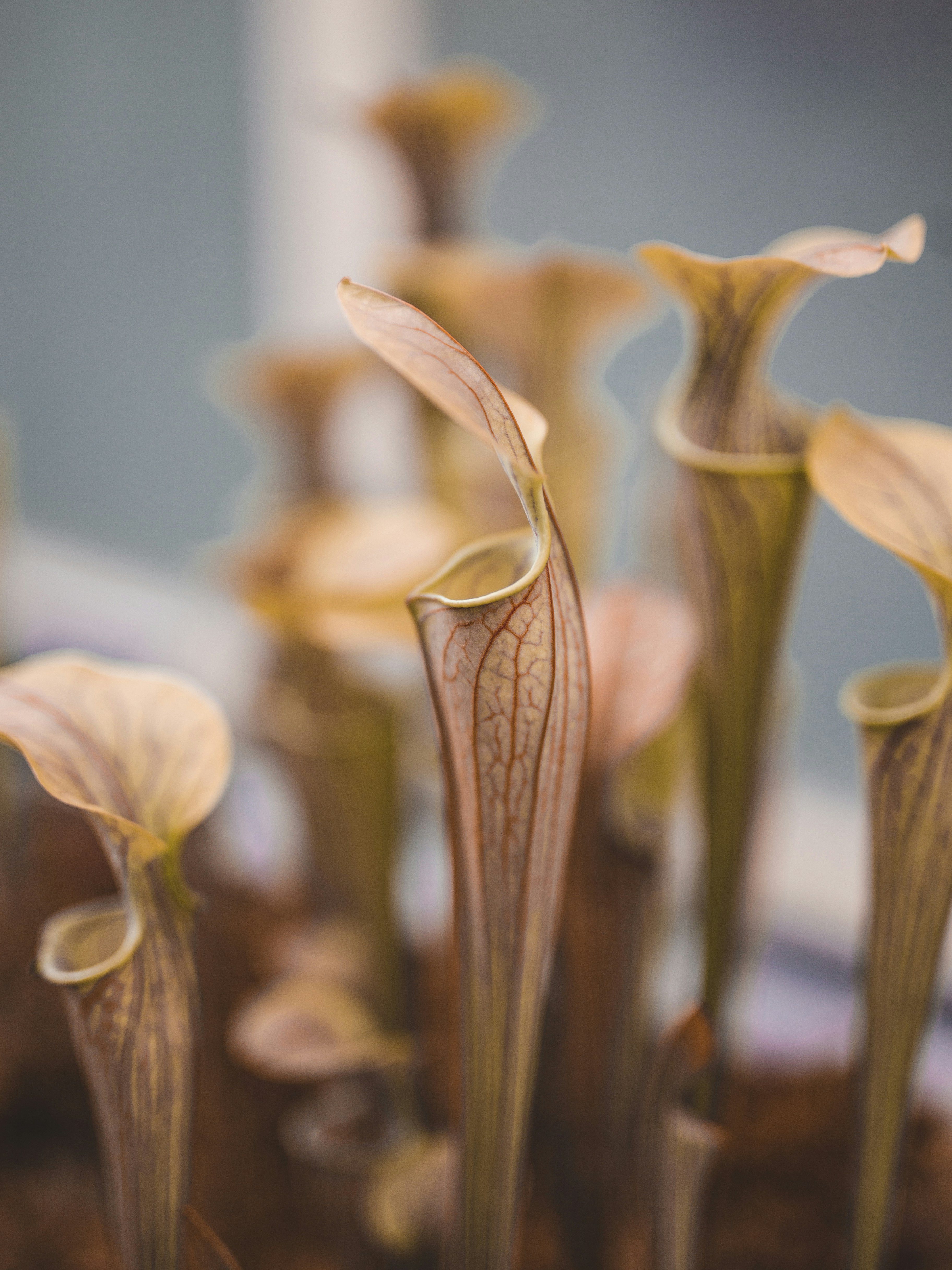 Curved Carnations: A Close-Up of Veined Petals in Soft Focus