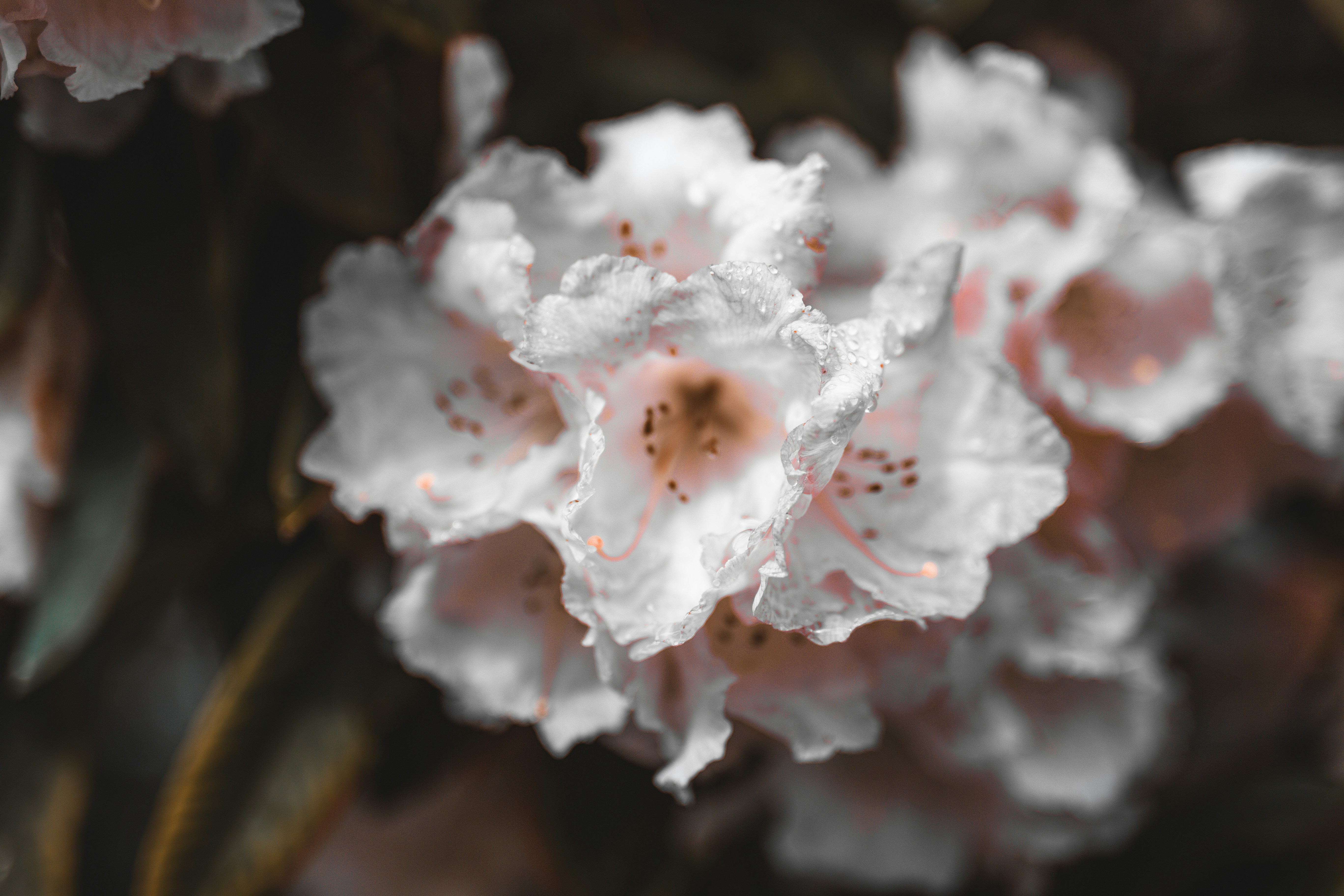 Un primer plano de una flor foto – Imagen de Hermosa flor gratuita en Unsplash