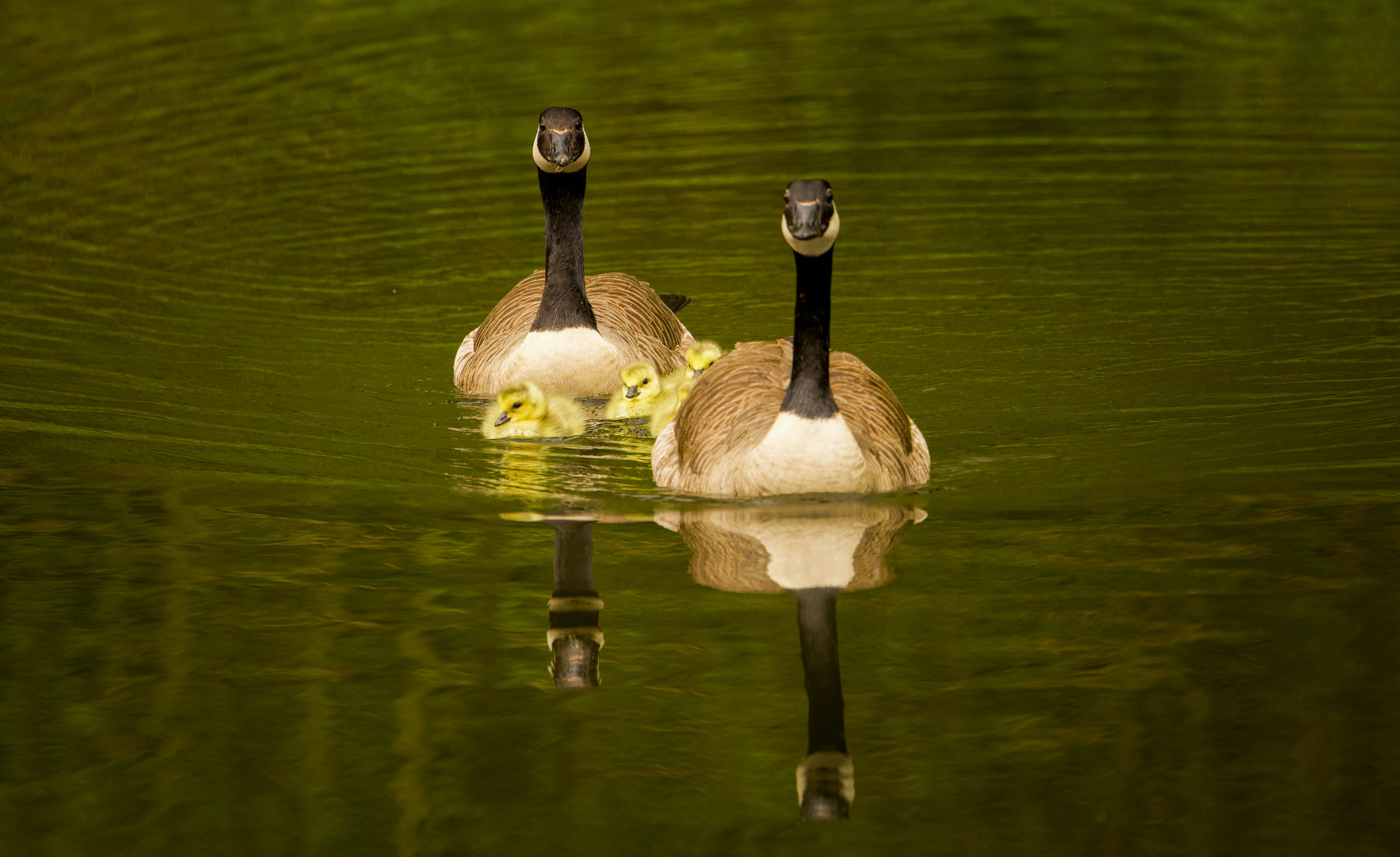 Pair of Canada Geese Cresting a Calm Olive Pond