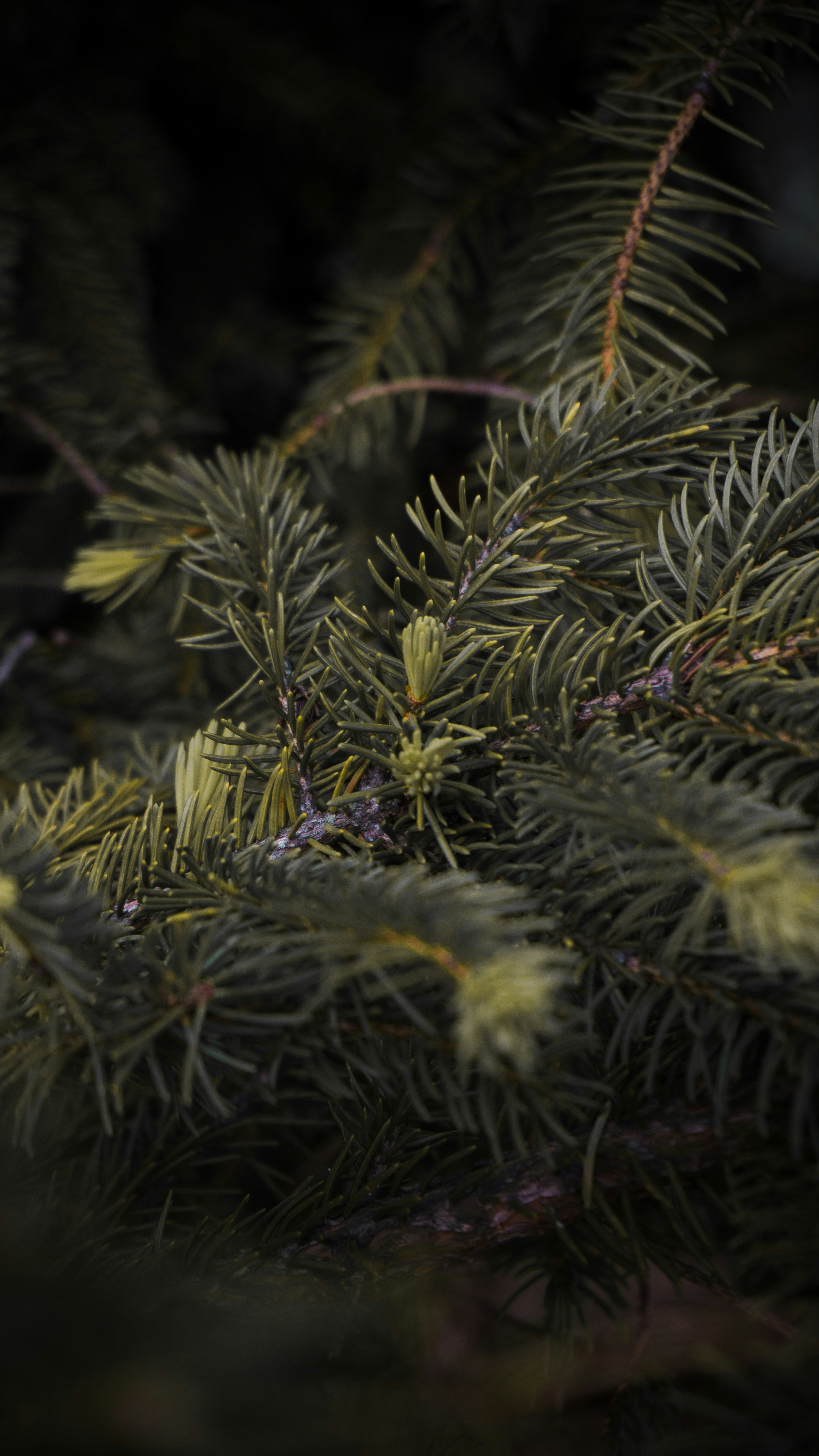 Midnight Pine: Macro Portrait of Green Needles