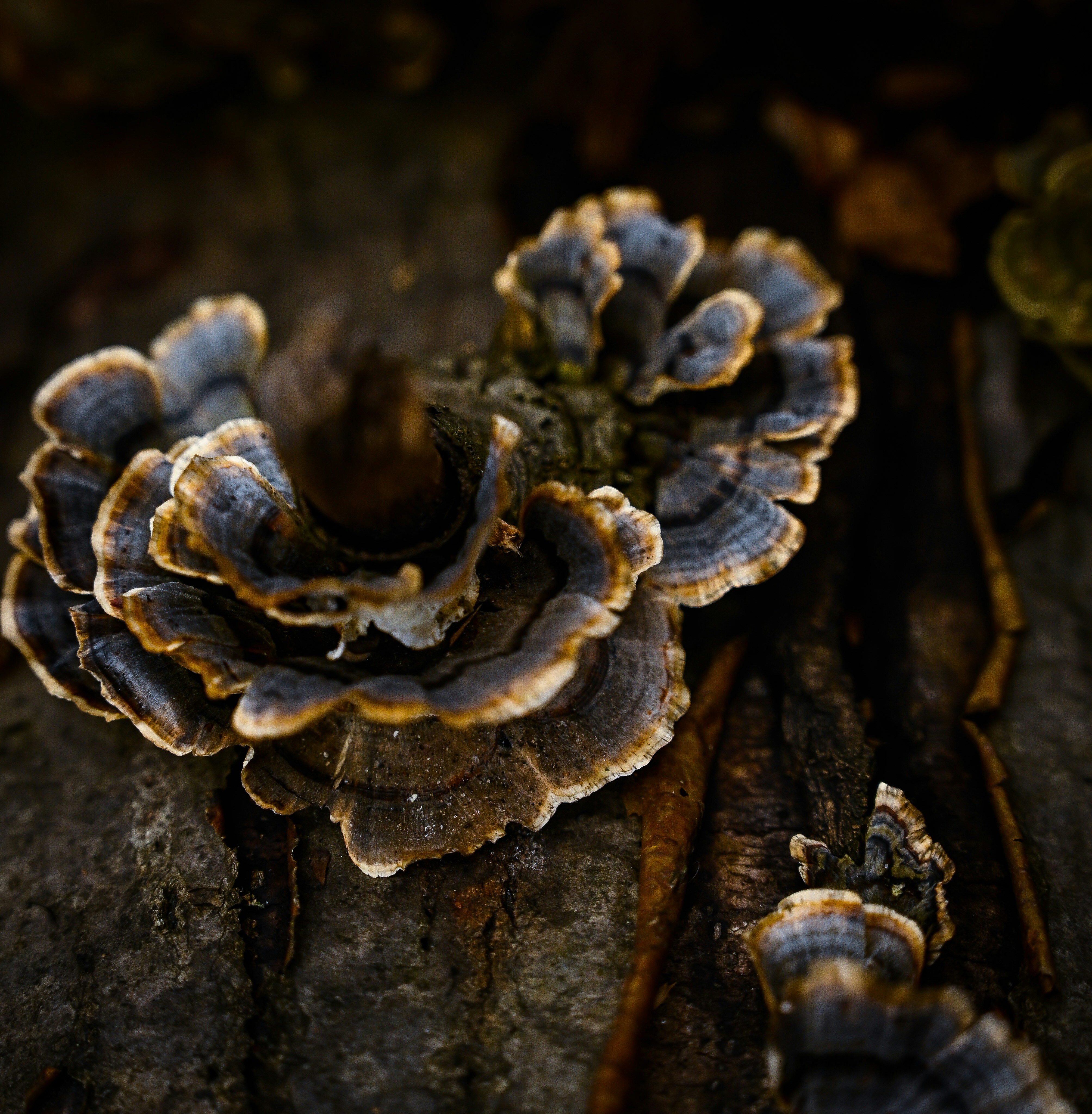 Frilled Turkey Tail on Weathered Bark in Dusk