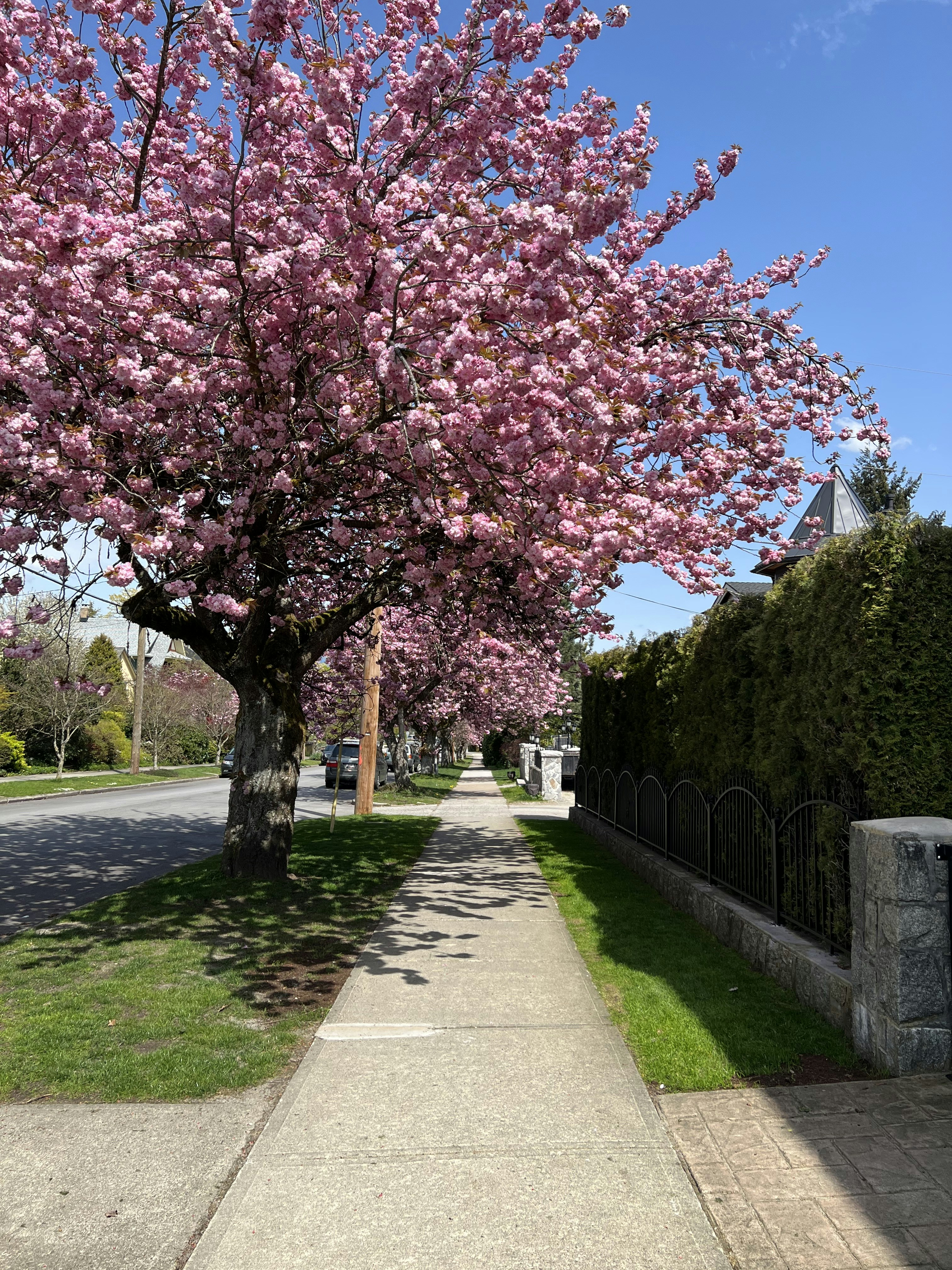 Cherry blossom trees line a sidewalk, creating a vibrant pink canopy against a clear blue sky. The scene invites a leisurely stroll through nature's beauty.