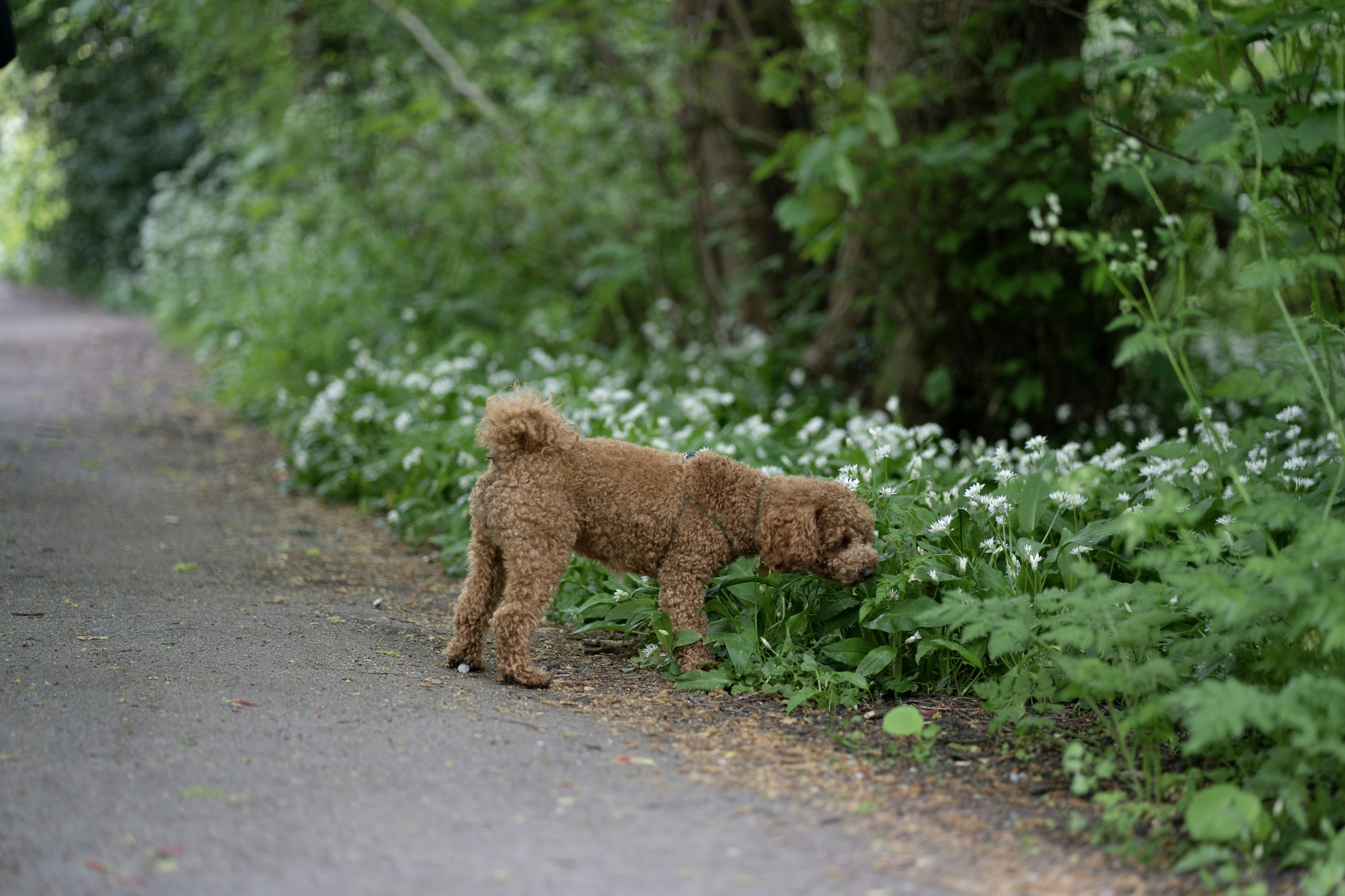 Toy Poodle 
Pouya Jabbarisani