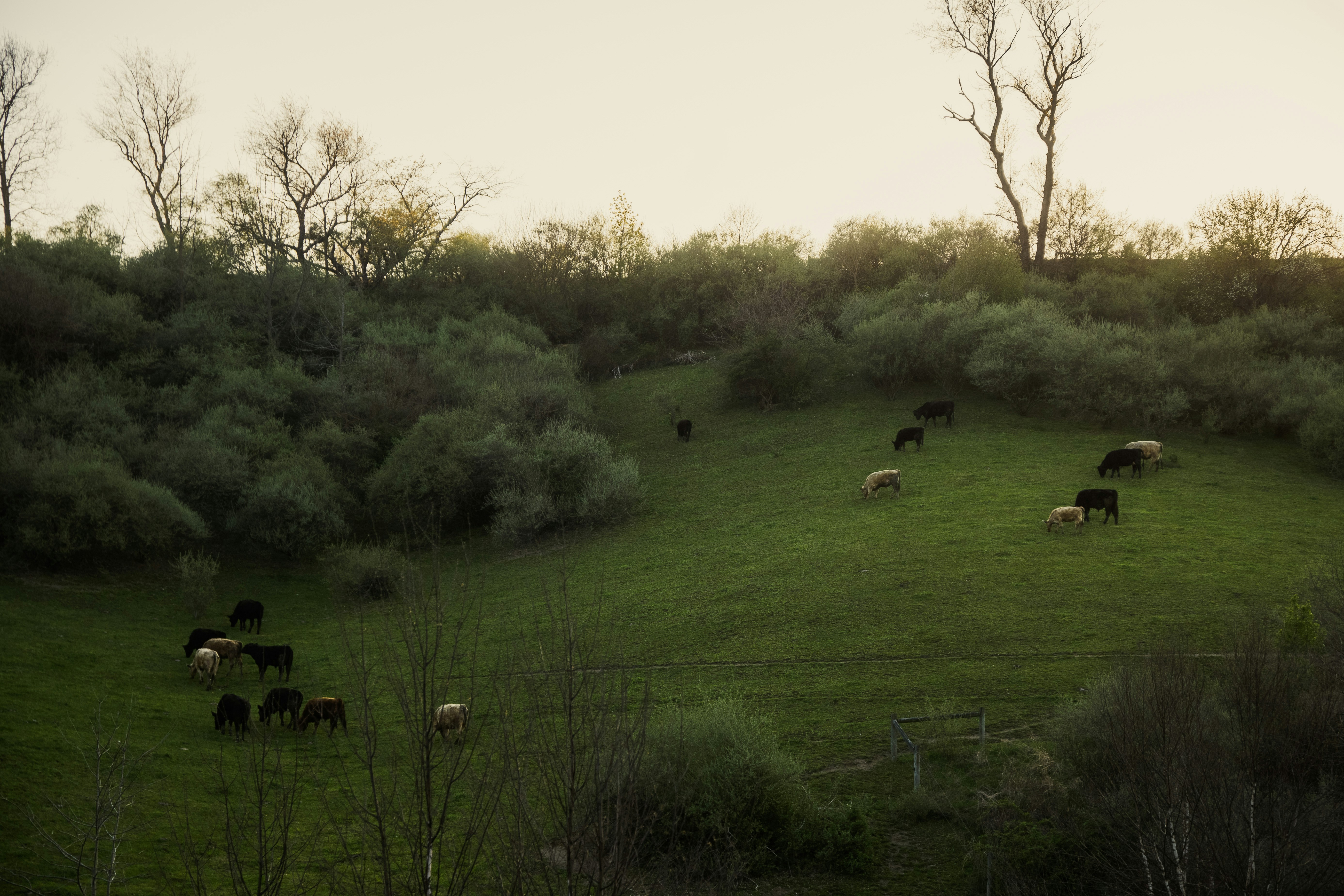 Cattle grazing peacefully on a lush hillside, surrounded by gentle greenery under a soft evening light.