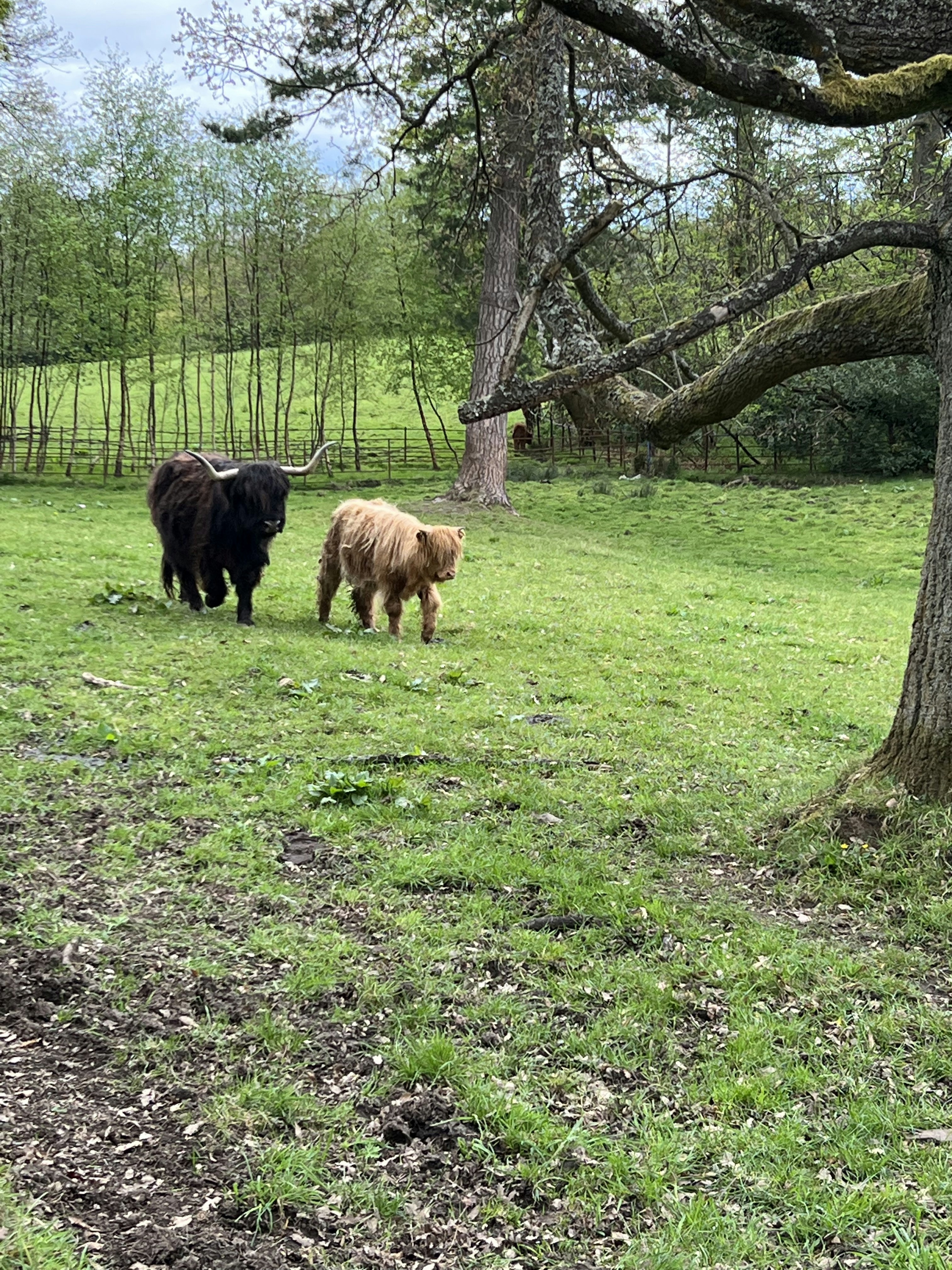 Gambar Sapi Skotlandia | Unduh Gambar Gratis di Unsplash