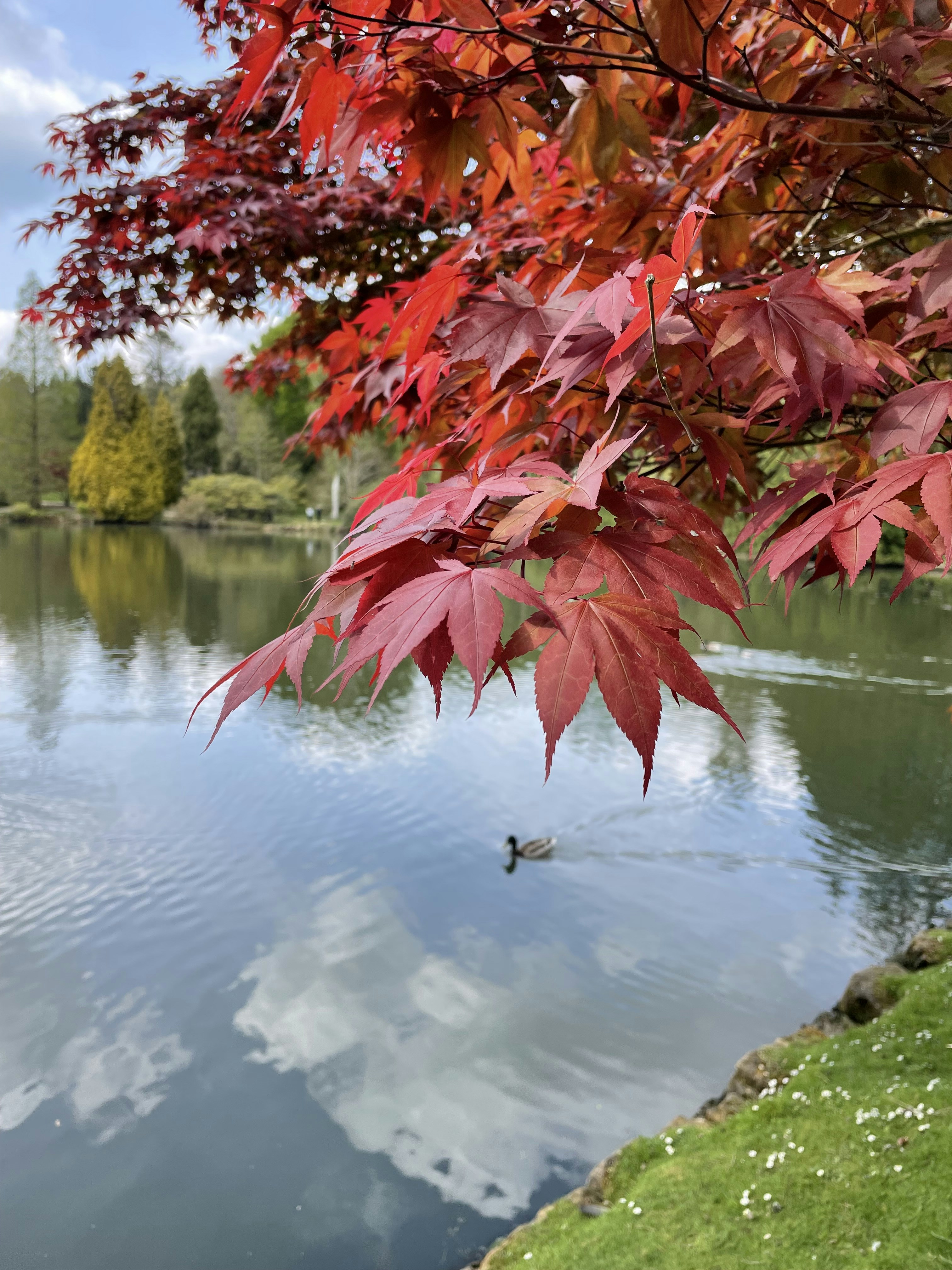 Un arbre avec des feuilles rouges à côté d’un plan d’eau photo – Photo ...