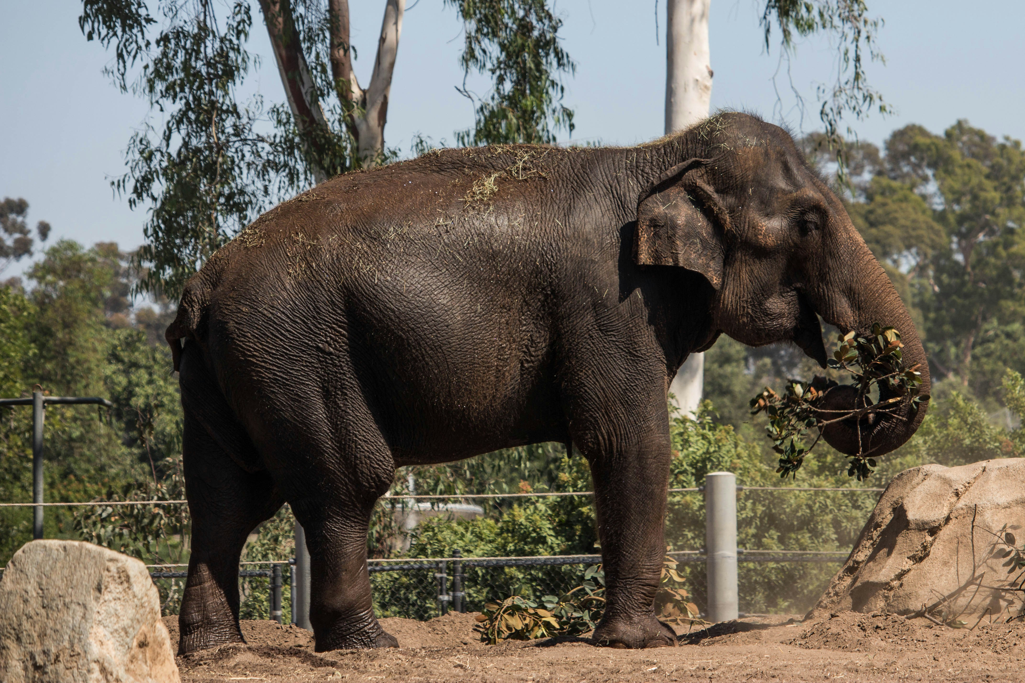 Sunlit Sentinel: An Elephant Pauses at a Rock-Lined Enclosure