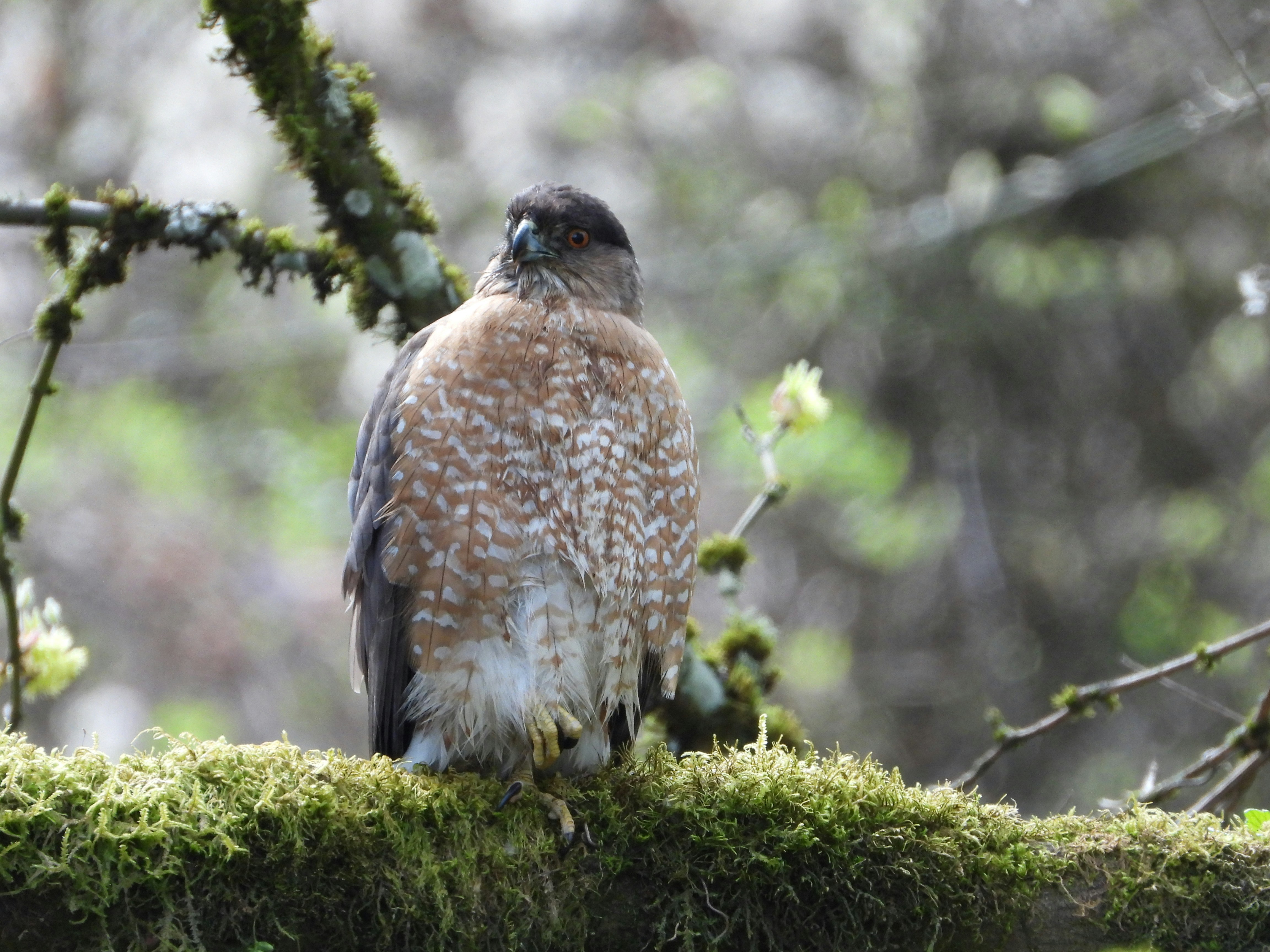 Ravenous Red-Breasted Perch: A Hawk-Eyed Moment